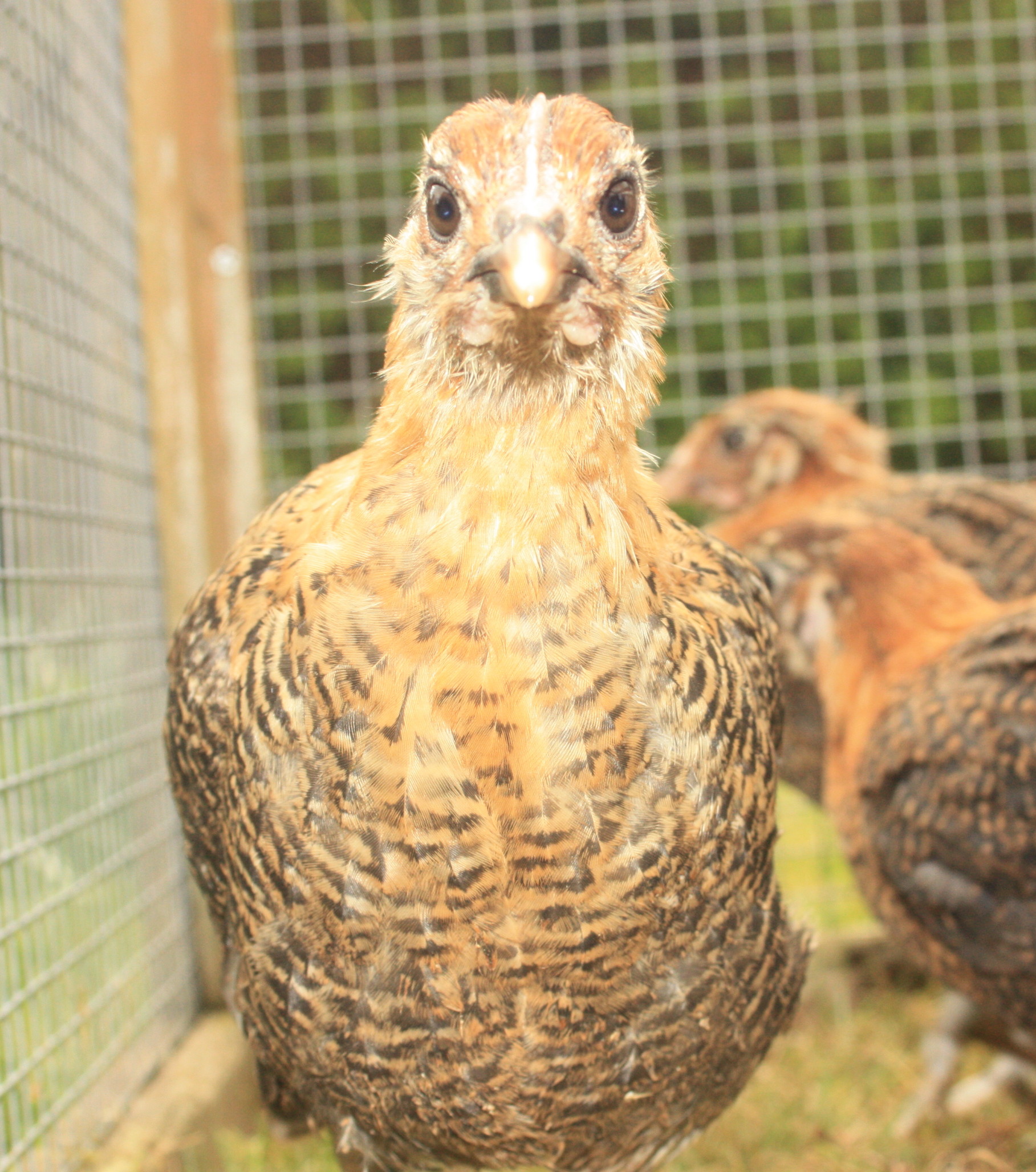 Campine For Sale | Chickens | Breed Information | Omlet