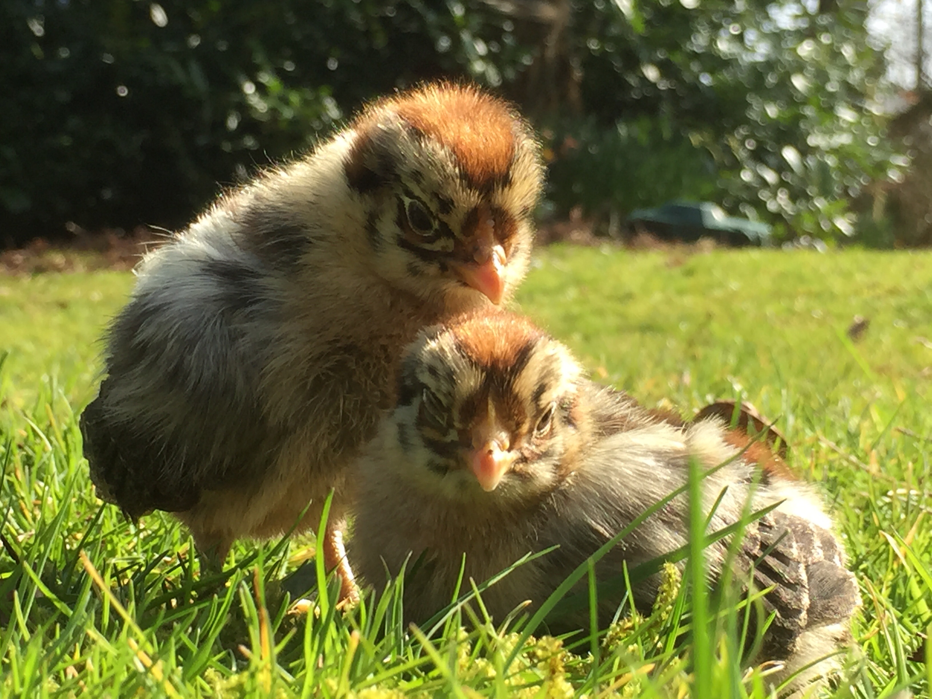 Campine For Sale | Chickens | Breed Information | Omlet