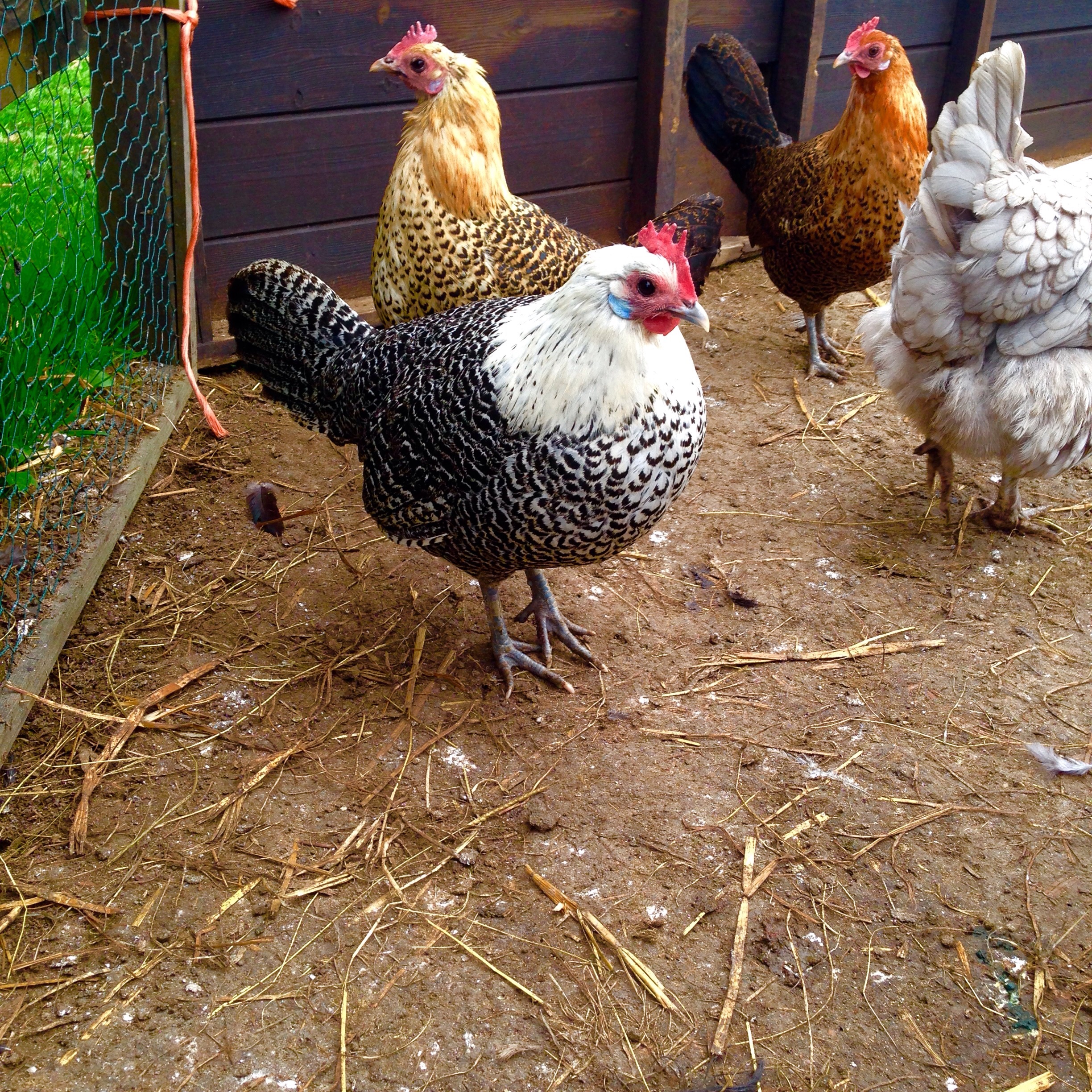 Campine For Sale | Chickens | Breed Information | Omlet