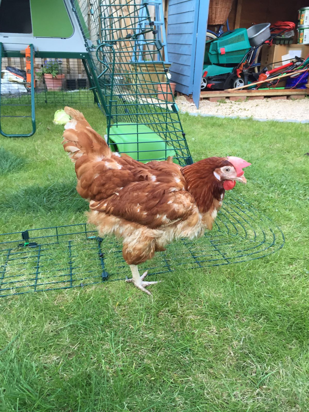 Plan the Year for You and Your Chicken | The Seasons | Chickens | Guide ...