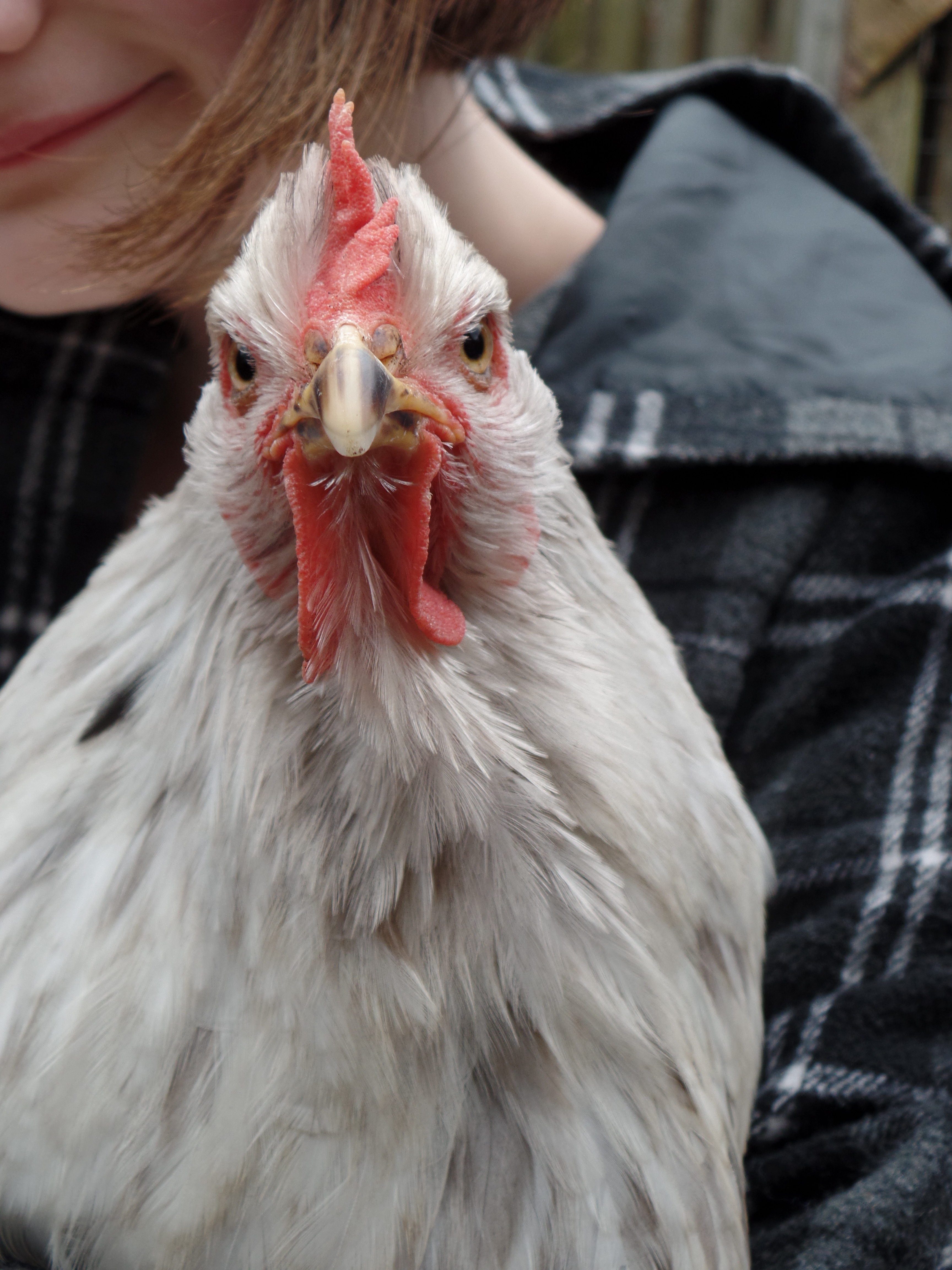 Cochin For Sale | Chickens | Breed Information | Omlet