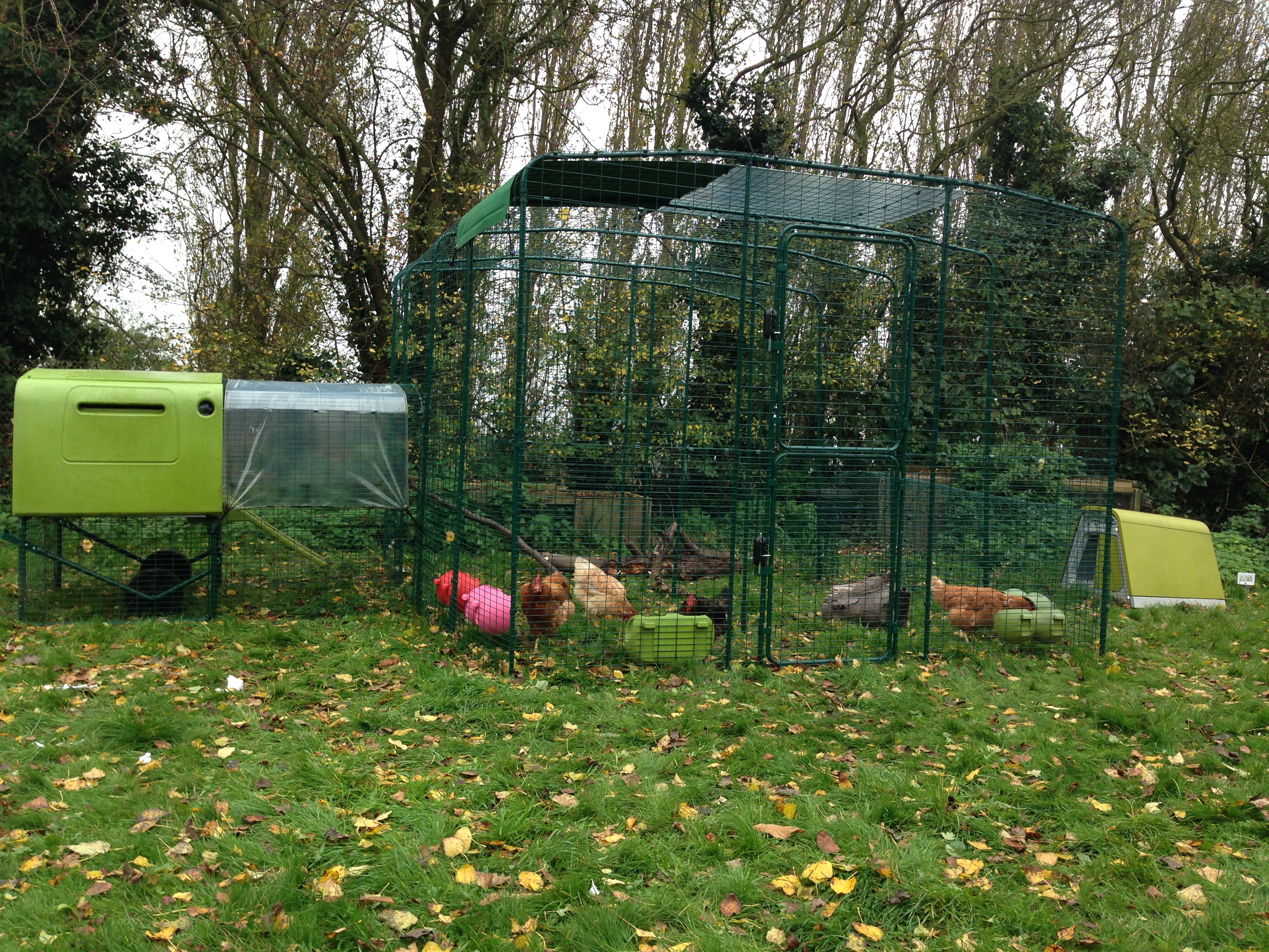 Walk in Chicken Run | Large Outdoor Chicken Enclosure