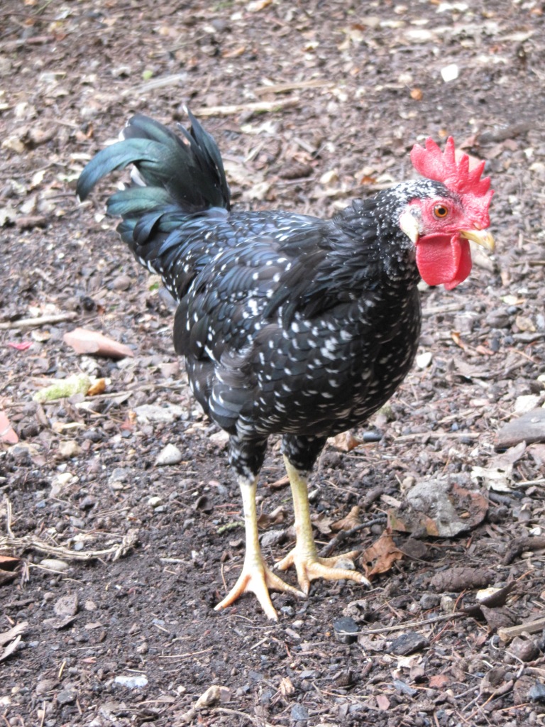 Ancona For Sale | Chickens | Breed Information | Omlet