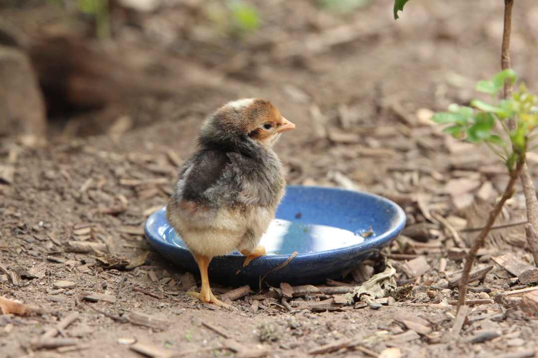 Cream Legbar For Sale | Chickens | Breed Information | Omlet