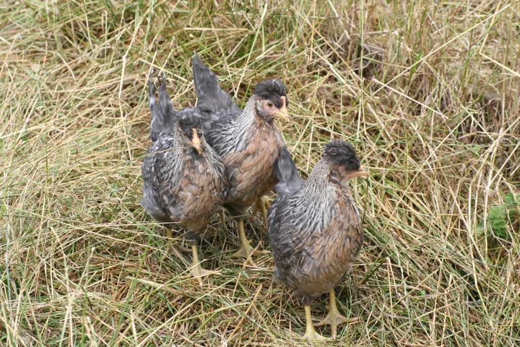 Cream Legbar For Sale | Chickens | Breed Information | Omlet