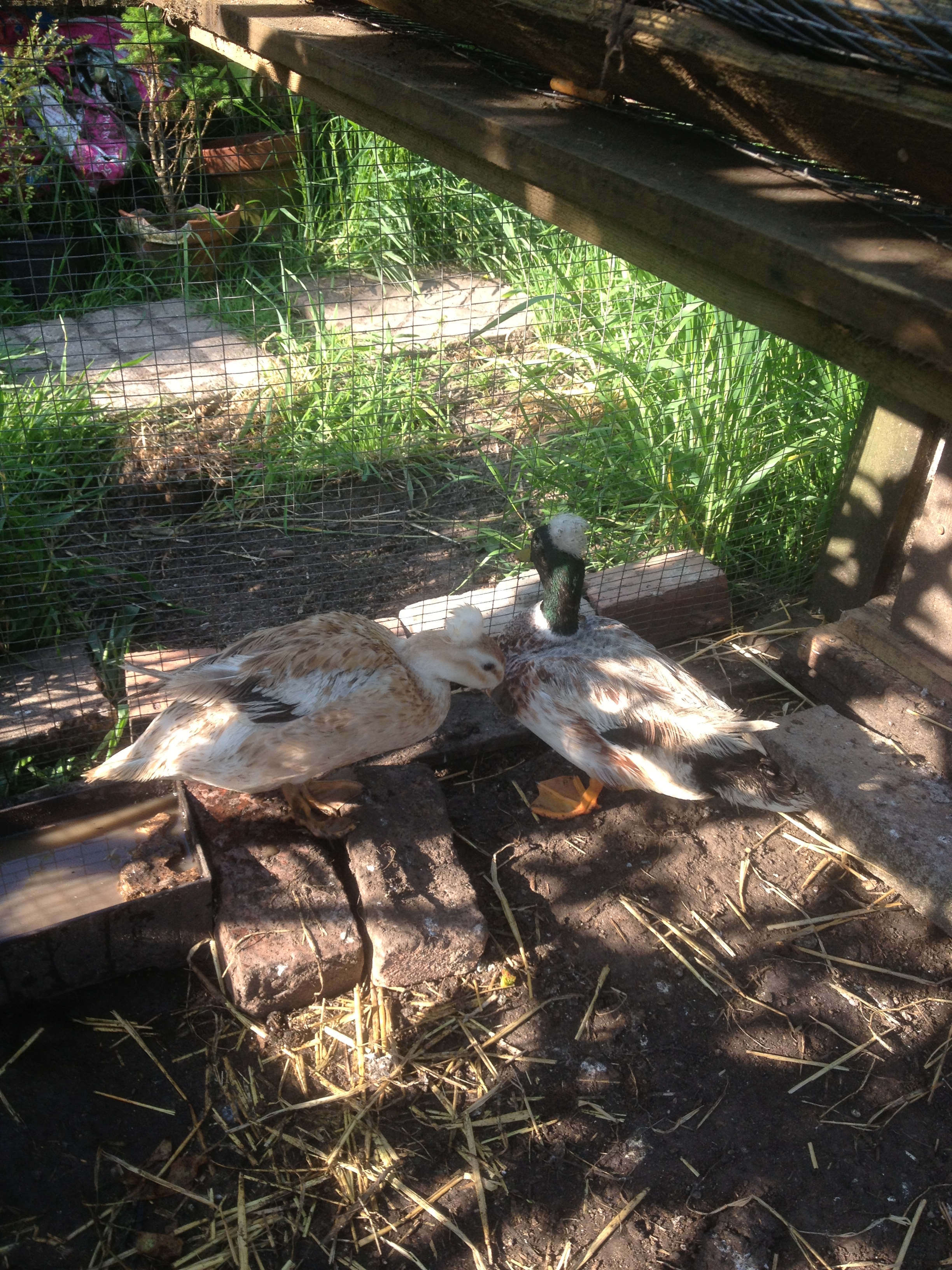 Crested Miniature For Sale | Ducks | Breed Information | Omlet