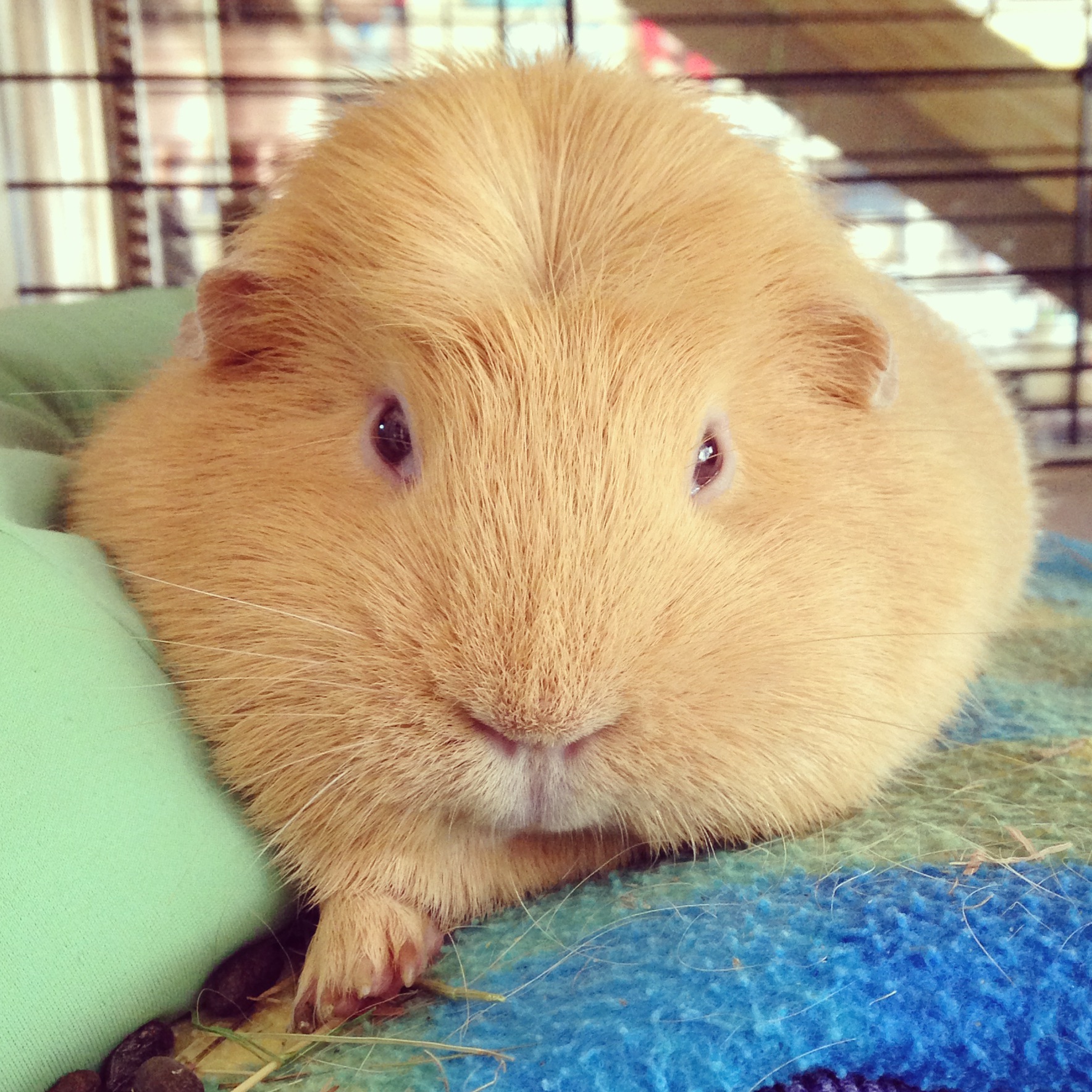 Crested For Sale | Guinea Pigs | Breed Information | Omlet