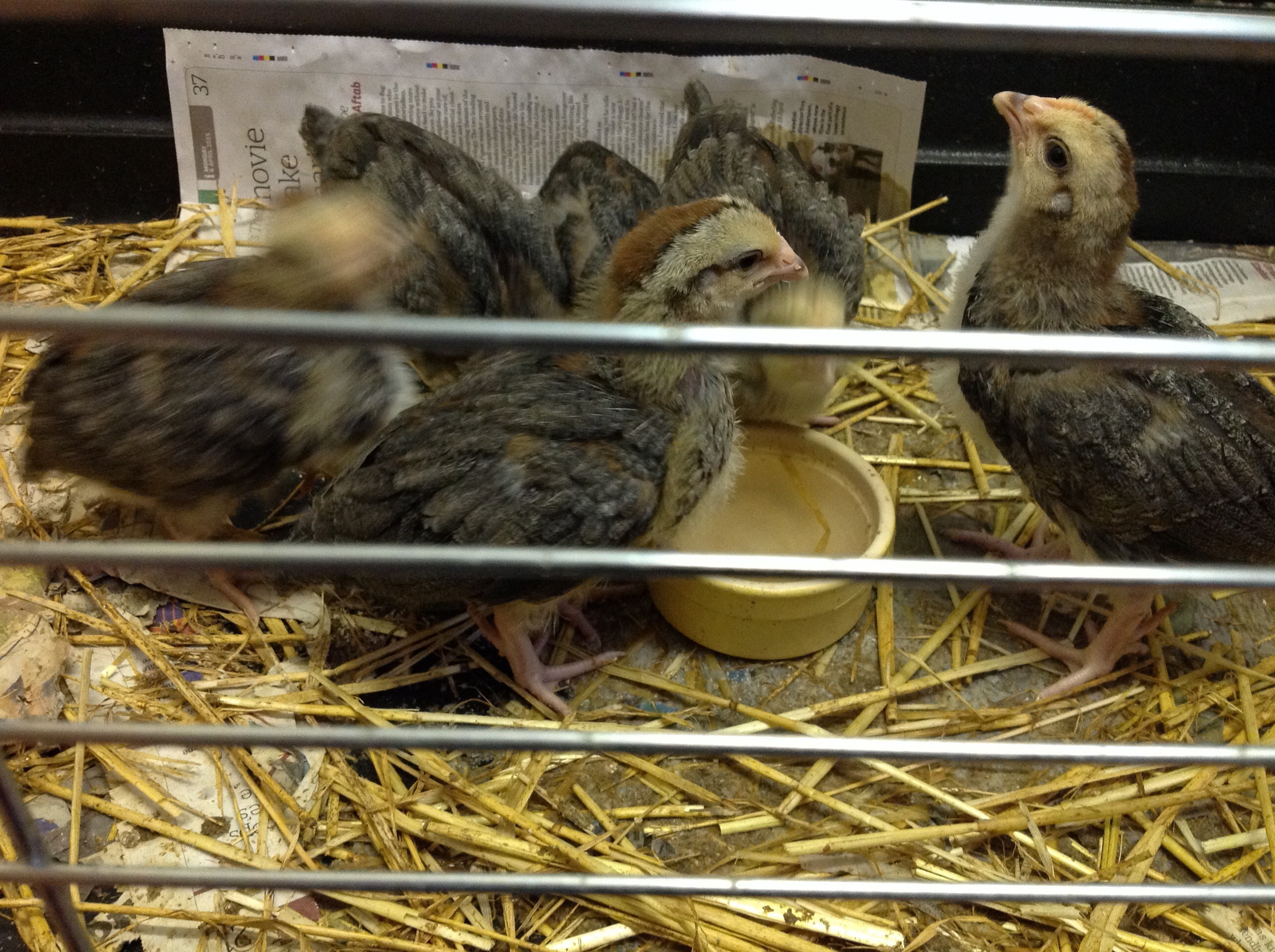 Dorking For Sale | Chickens | Breed Information | Omlet