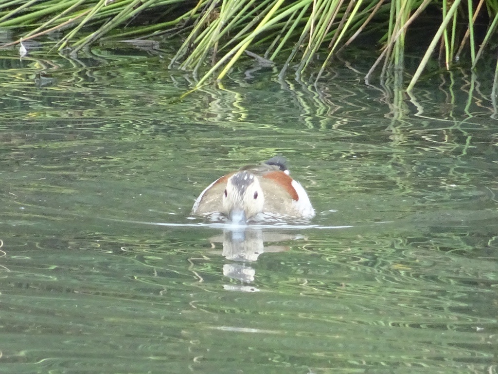 Ducks | Guide | Omlet US