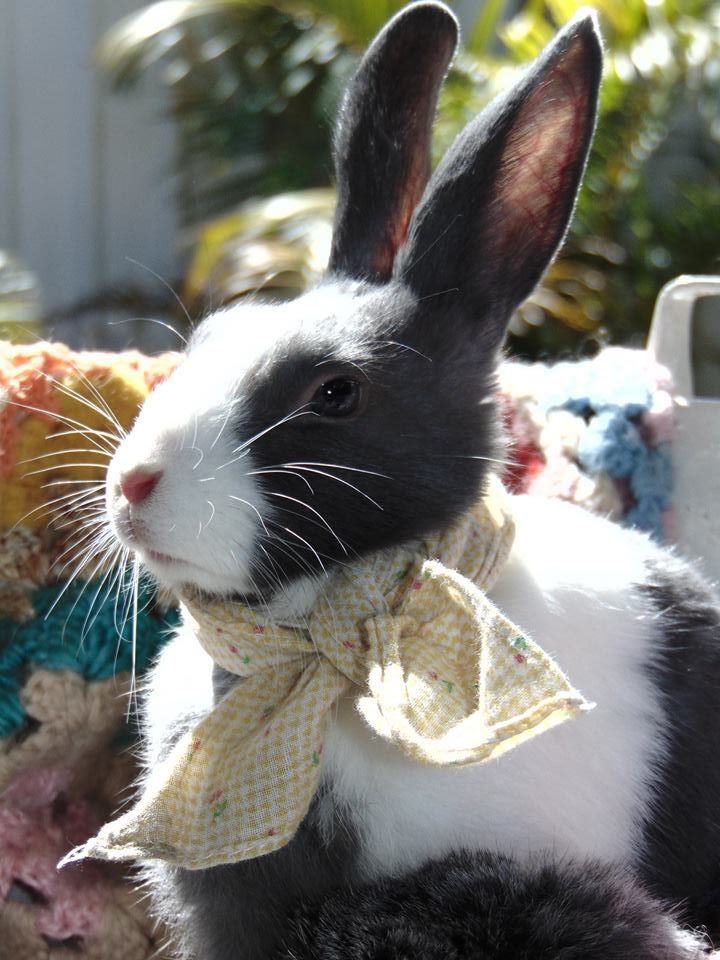 Dutch For Sale | Rabbits | Breed Information | Omlet