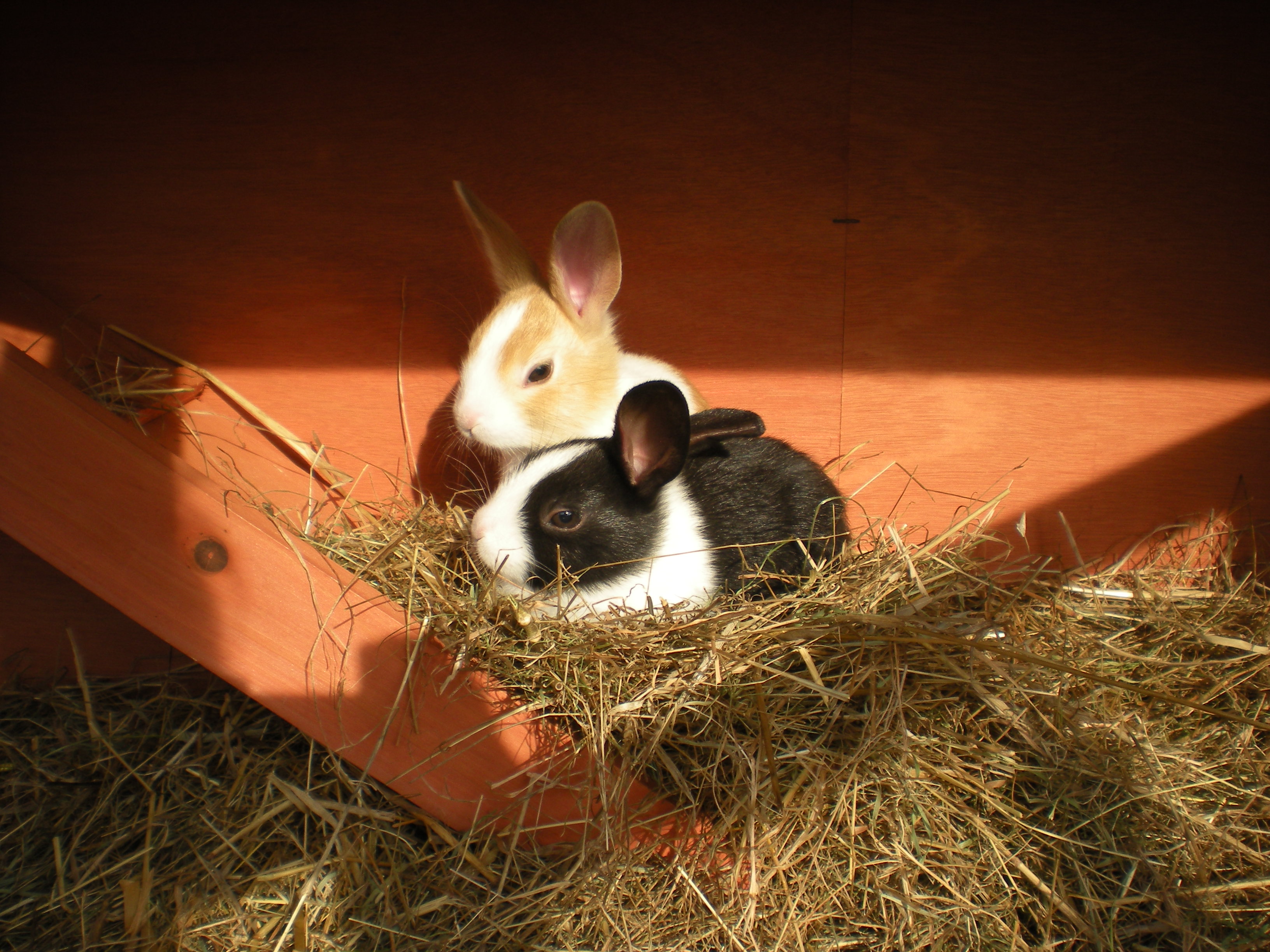 Dutch For Sale | Rabbits | Breed Information | Omlet