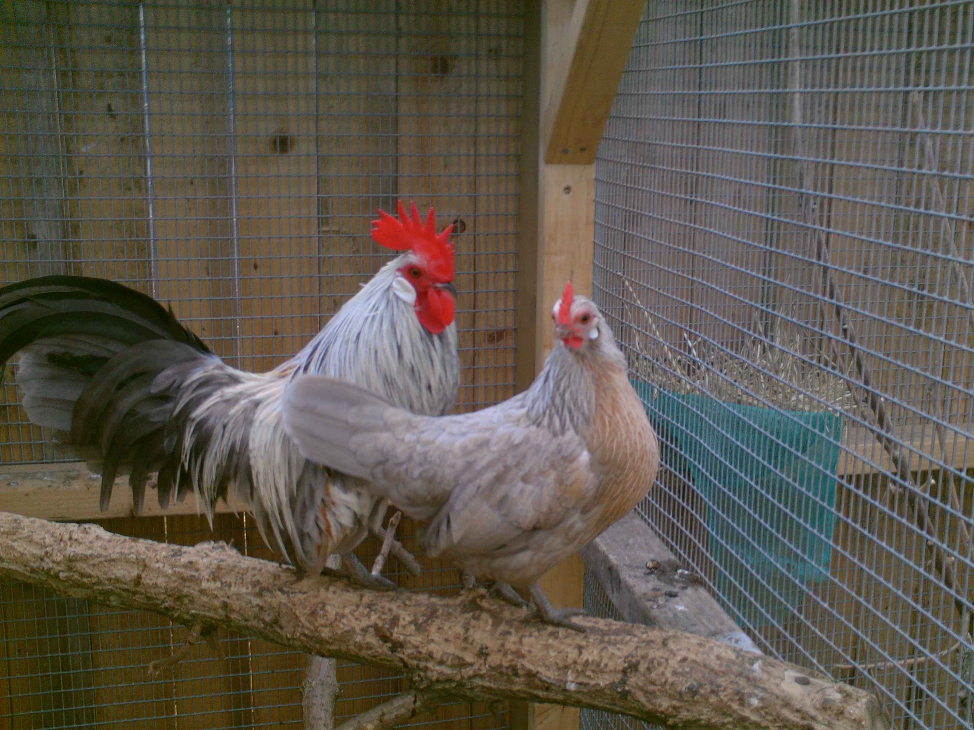 Dutch Bantam For Sale | Chickens | Breed Information | Omlet