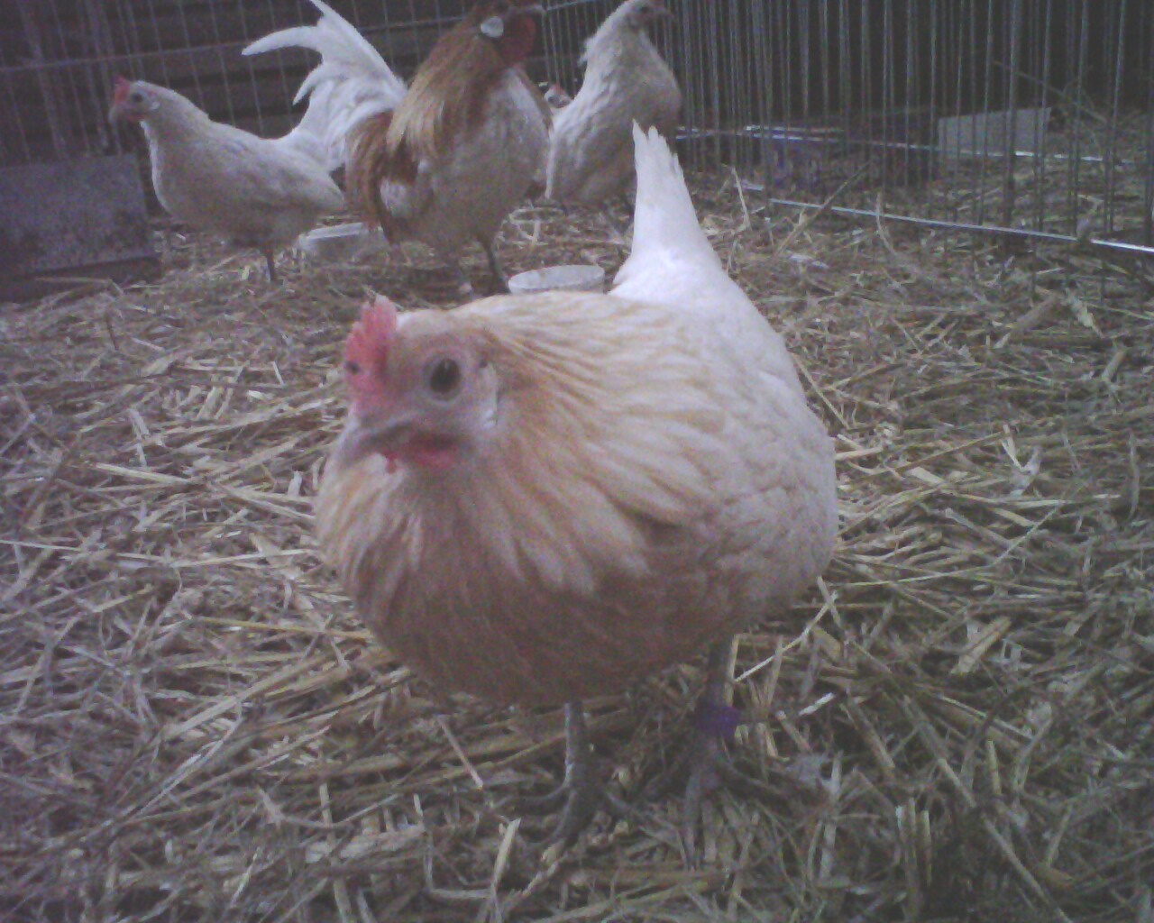 Dutch Bantam For Sale | Chickens | Breed Information | Omlet