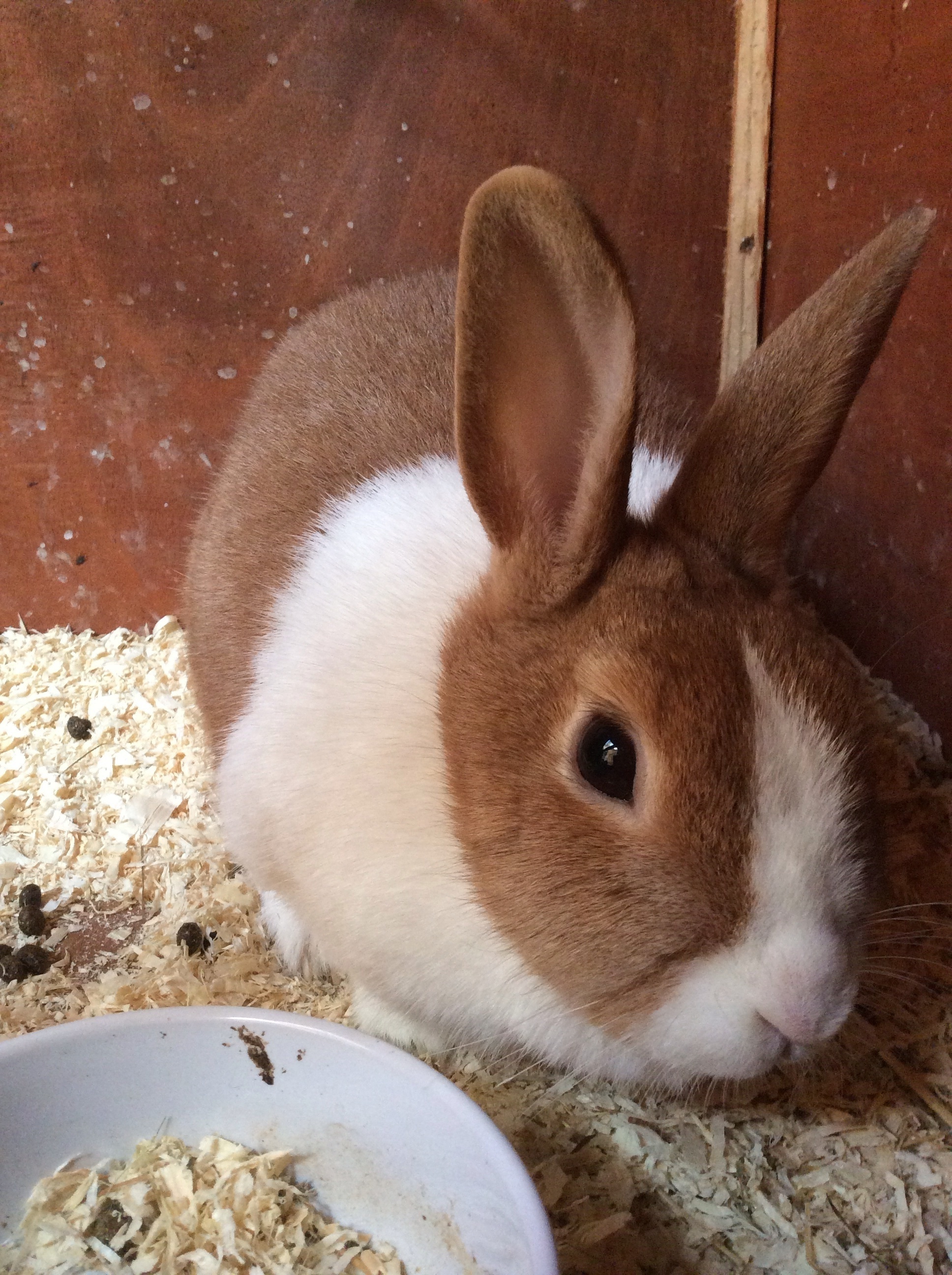 Dutch For Sale | Rabbits | Breed Information | Omlet