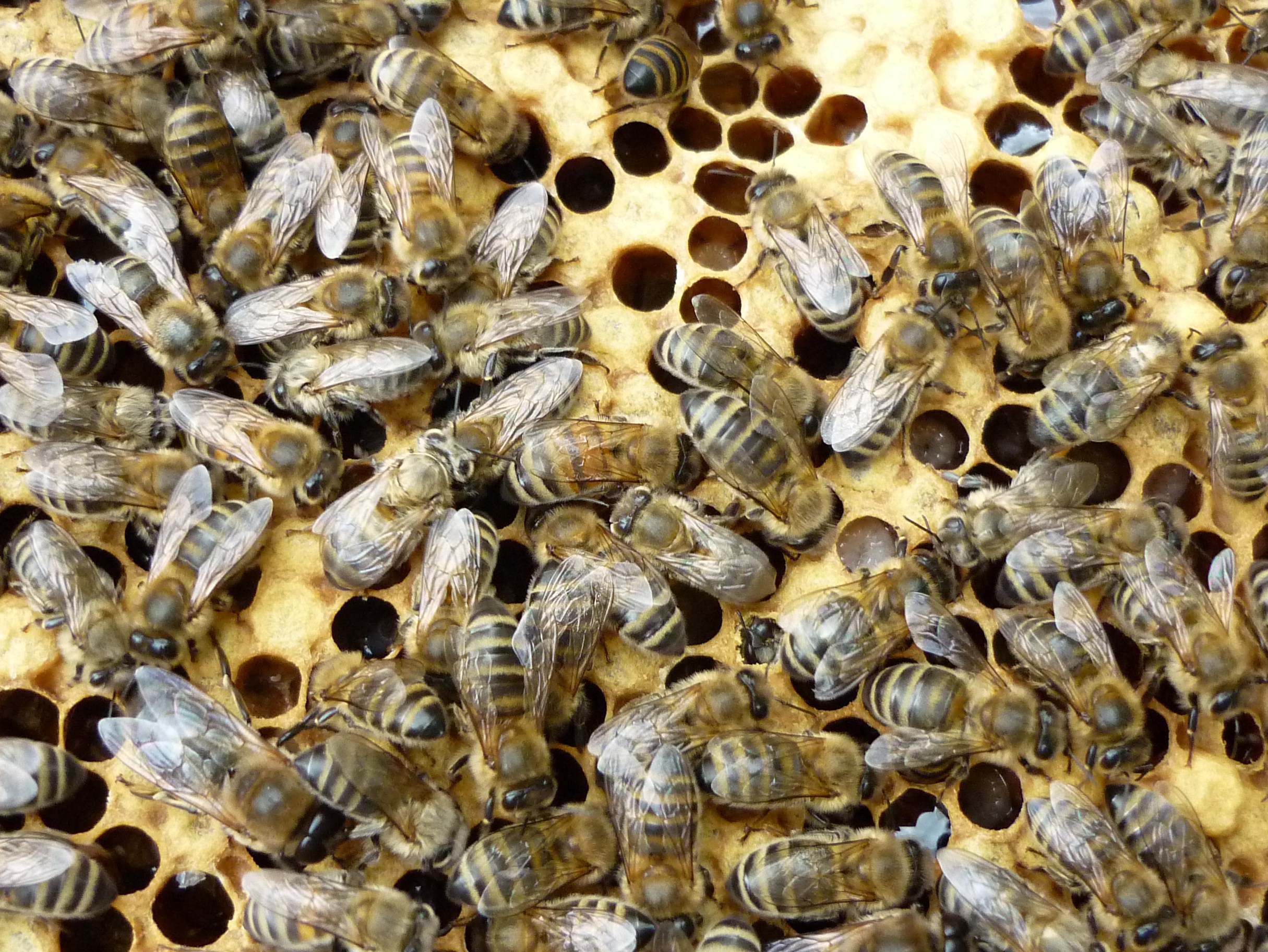 Honeybee For Sale | Bees | Breed Information | Omlet