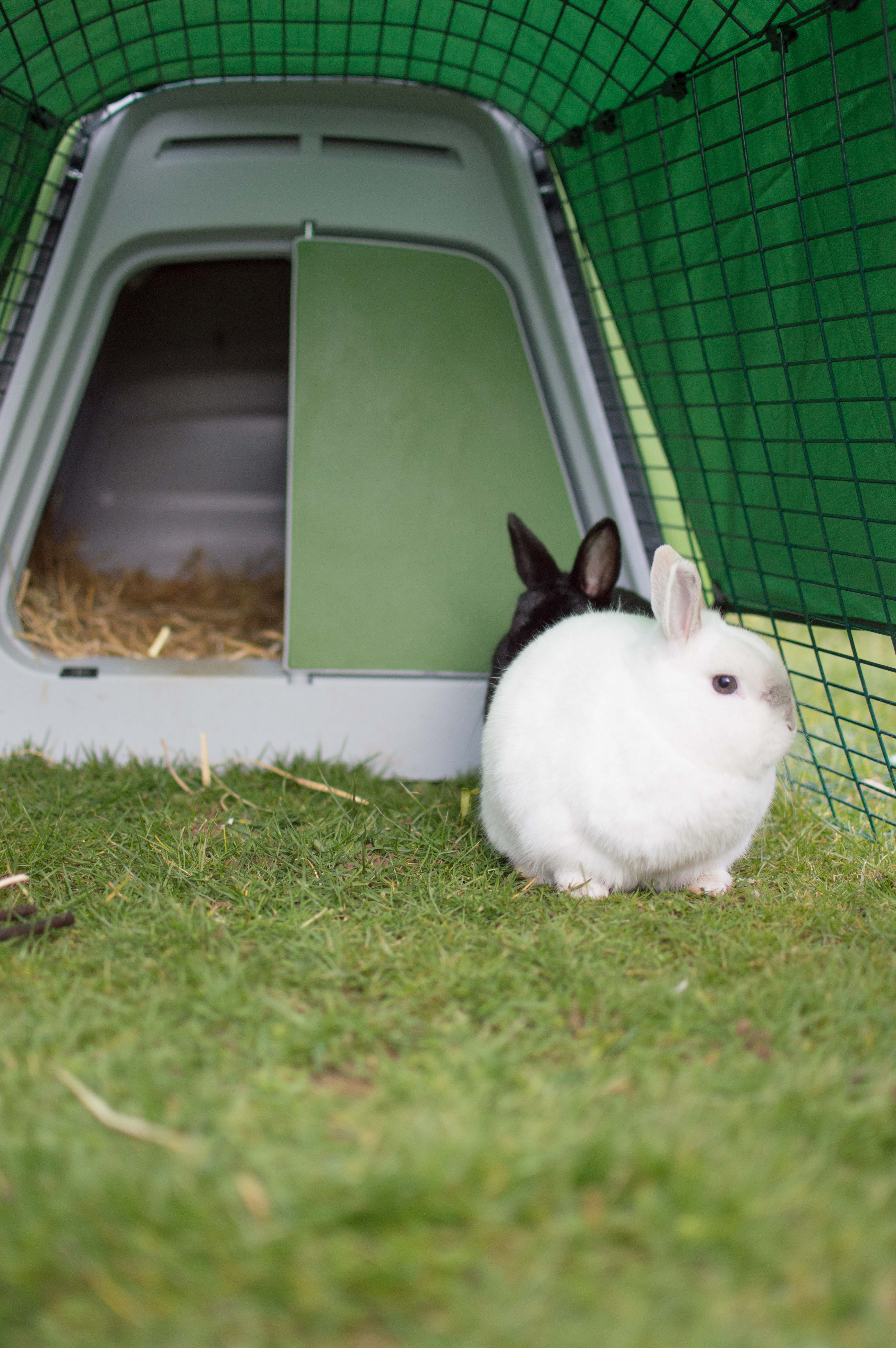Eglu Go Rabbit Hutch | Plastic House and Run for Rabbits