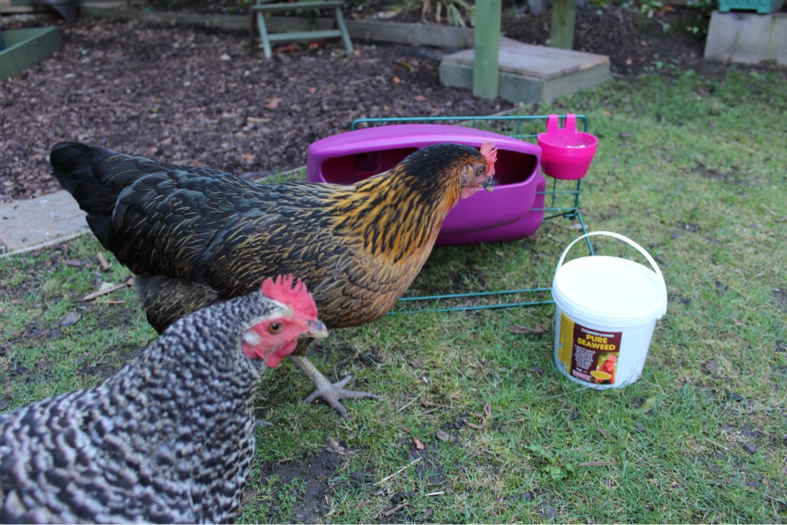 Outdoor Rabbit Run Extensions | Rabbit Products | Omlet