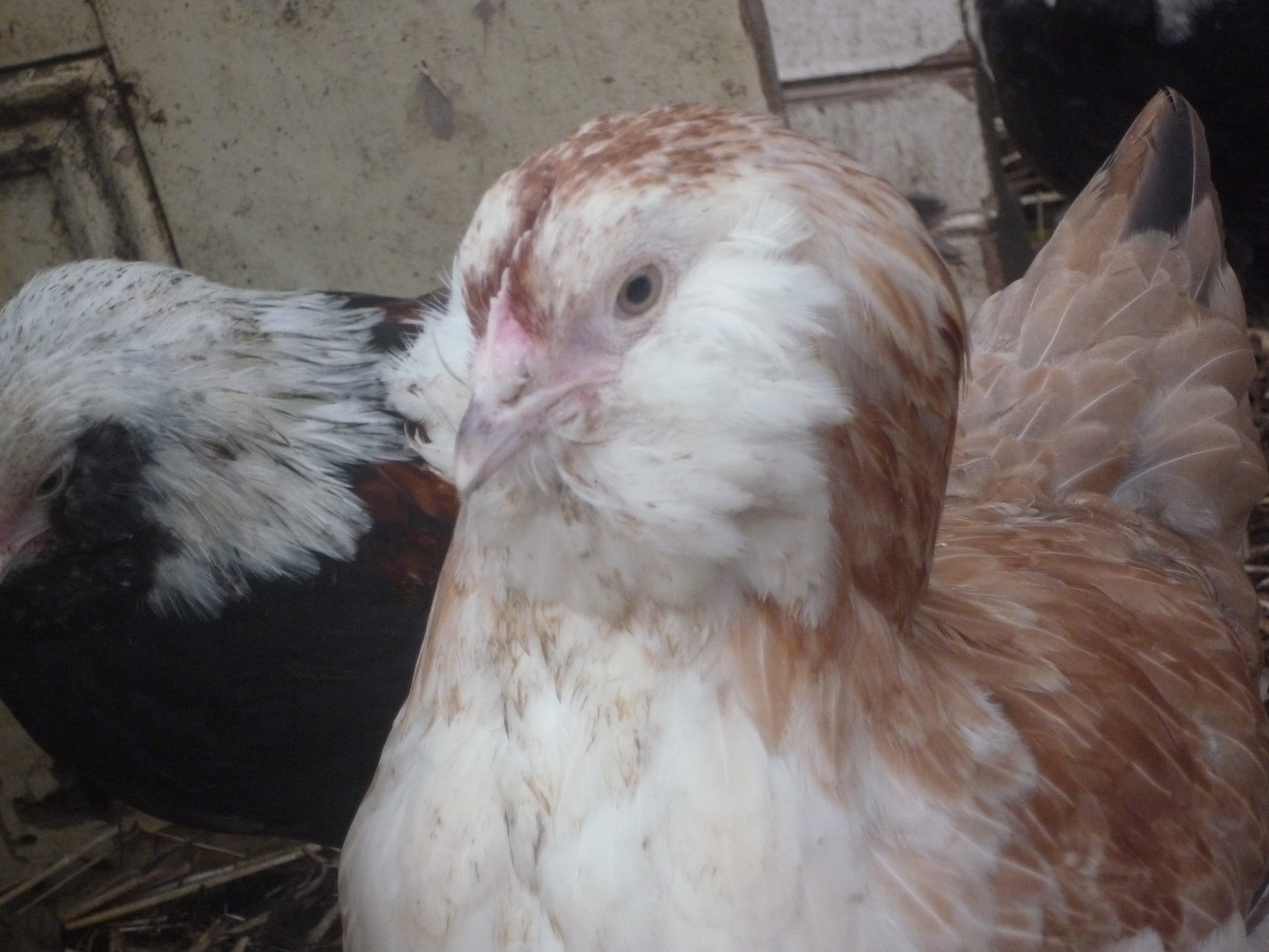 Faverolle For Sale | Chickens | Breed Information | Omlet