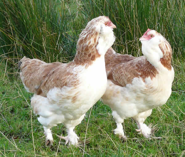 Faverolle For Sale | Chickens | Breed Information | Omlet