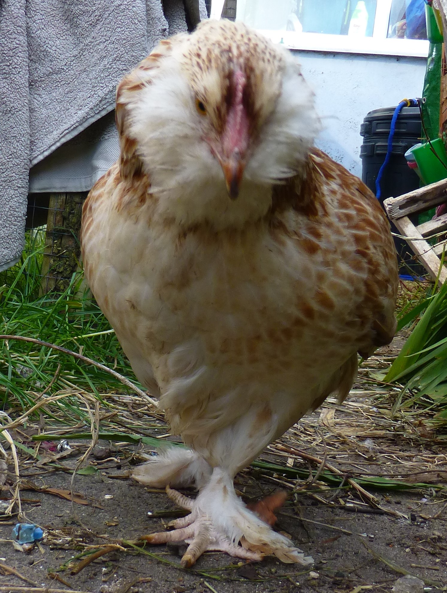 Faverolle For Sale | Chickens | Breed Information | Omlet
