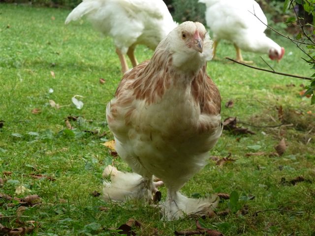 Faverolle For Sale | Chickens | Breed Information | Omlet