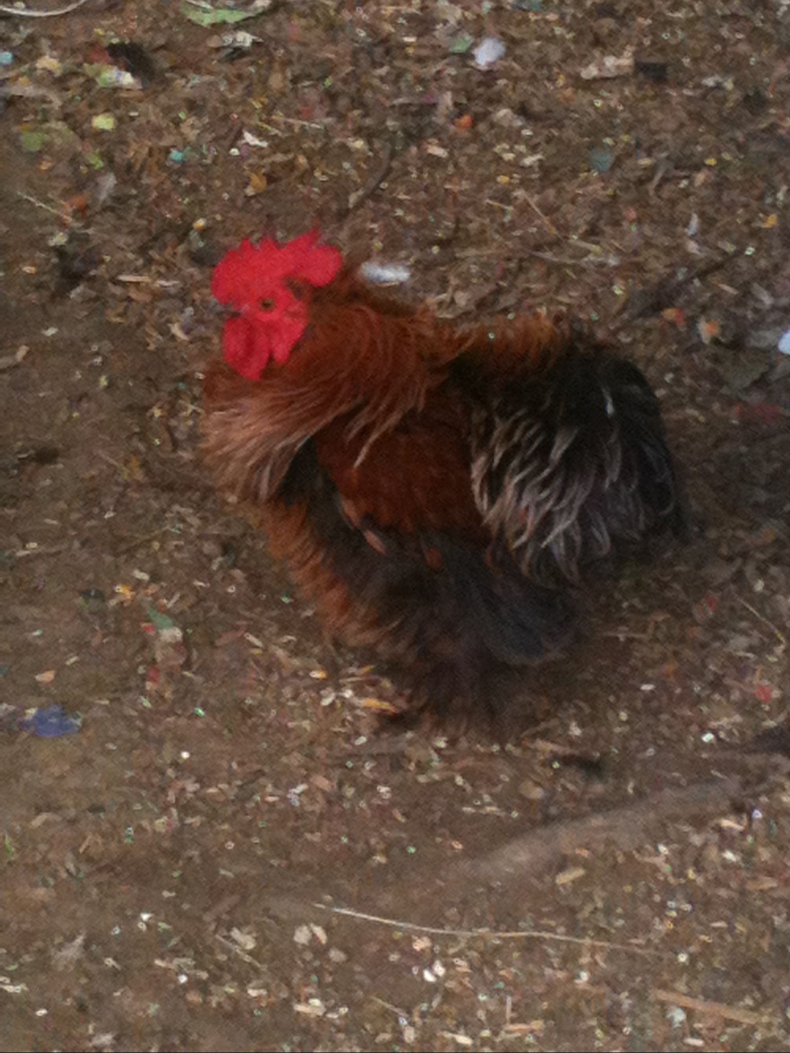Frizzle For Sale | Chickens | Breed Information | Omlet