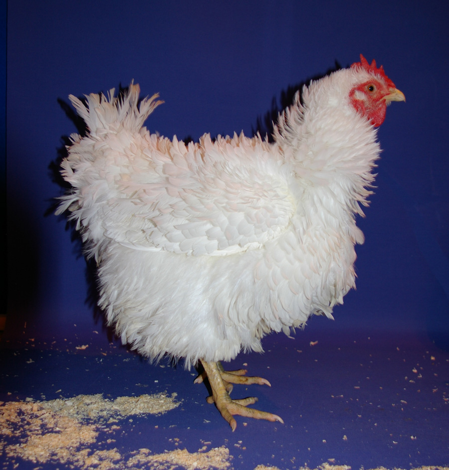 Frizzle For Sale | Chickens | Breed Information | Omlet