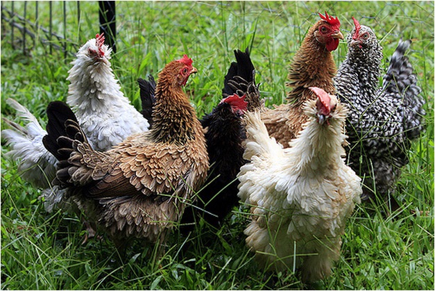 Frizzle For Sale | Chickens | Breed Information | Omlet