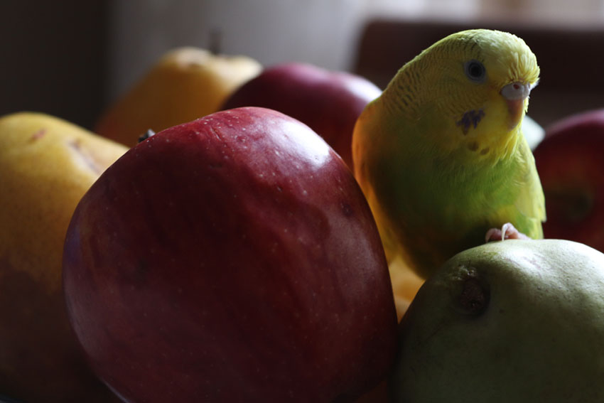 Feeding Parakeets Fresh Food | Parakeet Food | Parakeets | Guide | Omlet US Feeding Parakeets Fresh Food | Parakeet Food | Parakeets | Guide | Omlet US