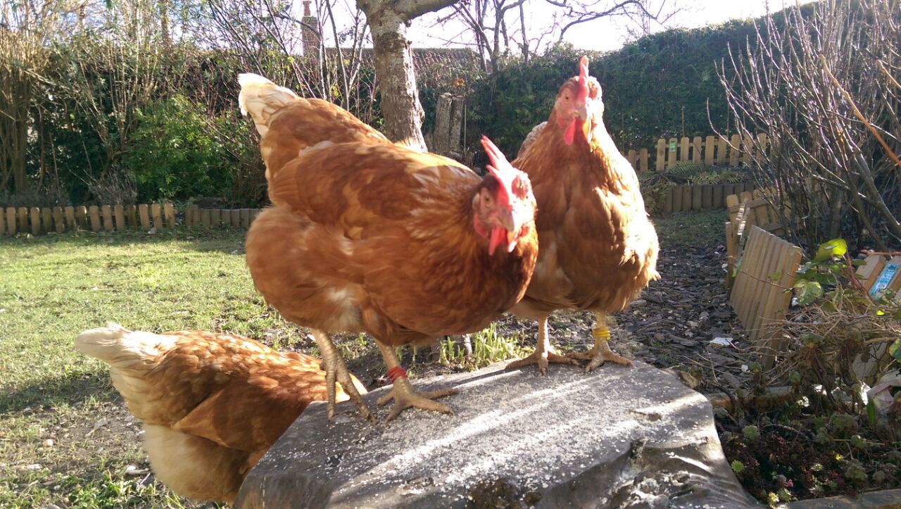 Gingernut Ranger For Sale | Chickens | Breed Information | Omlet