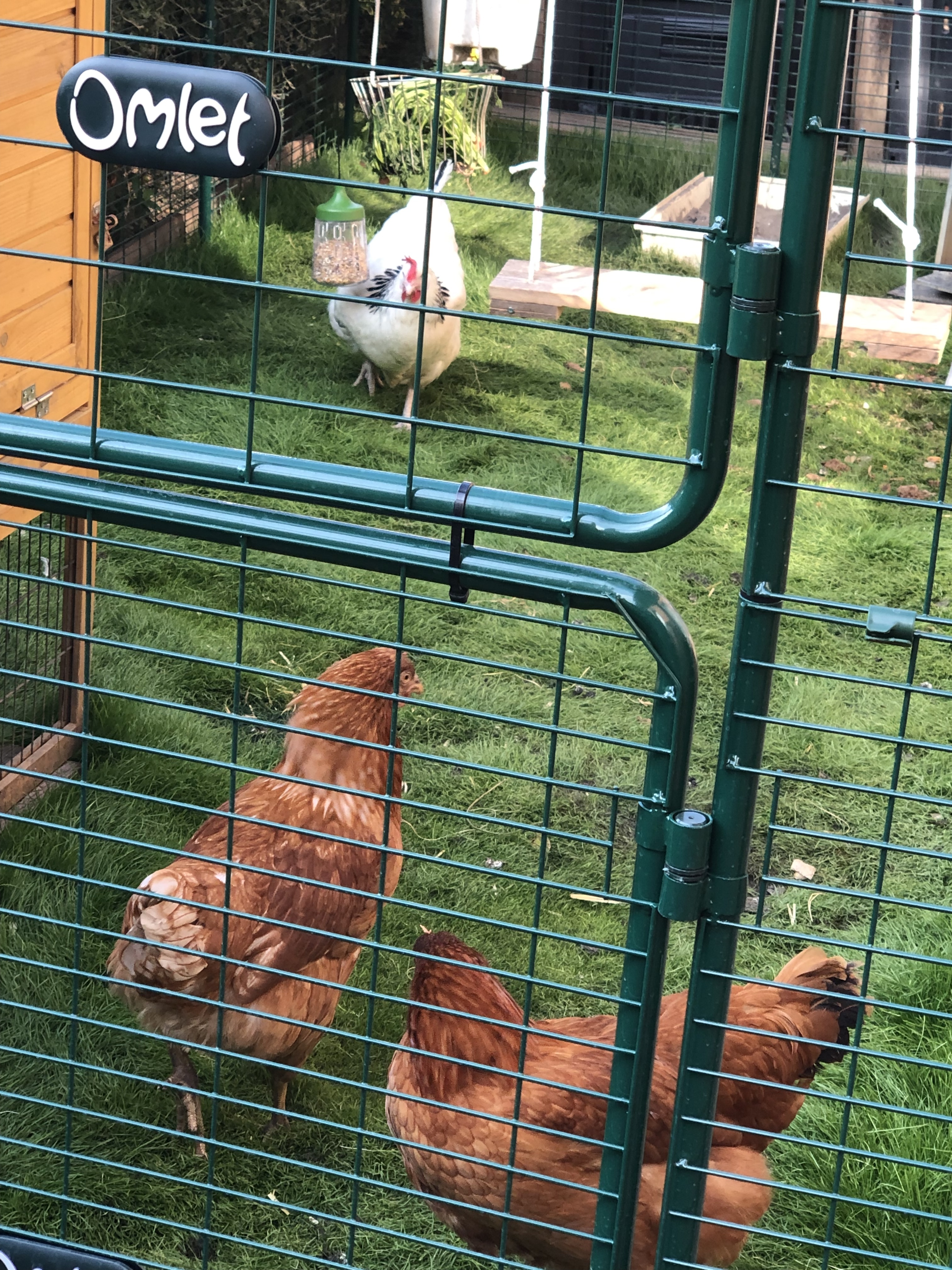 Walk in Chicken Run | Large Outdoor Chicken Enclosure