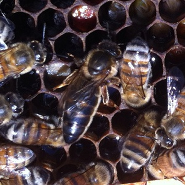 Honeybee For Sale | Bees | Breed Information | Omlet
