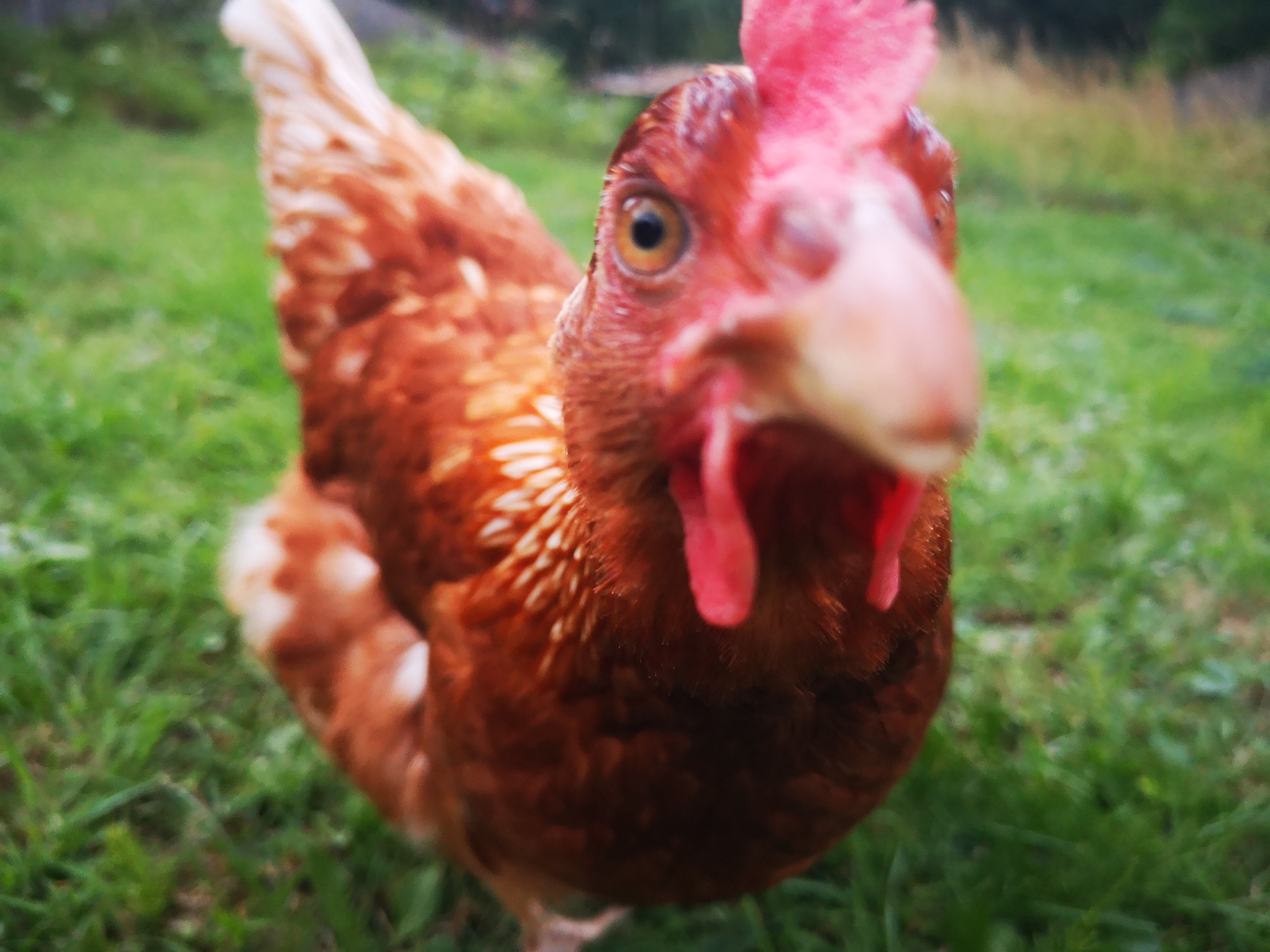 Hybrid For Sale | Chickens | Breed Information | Omlet