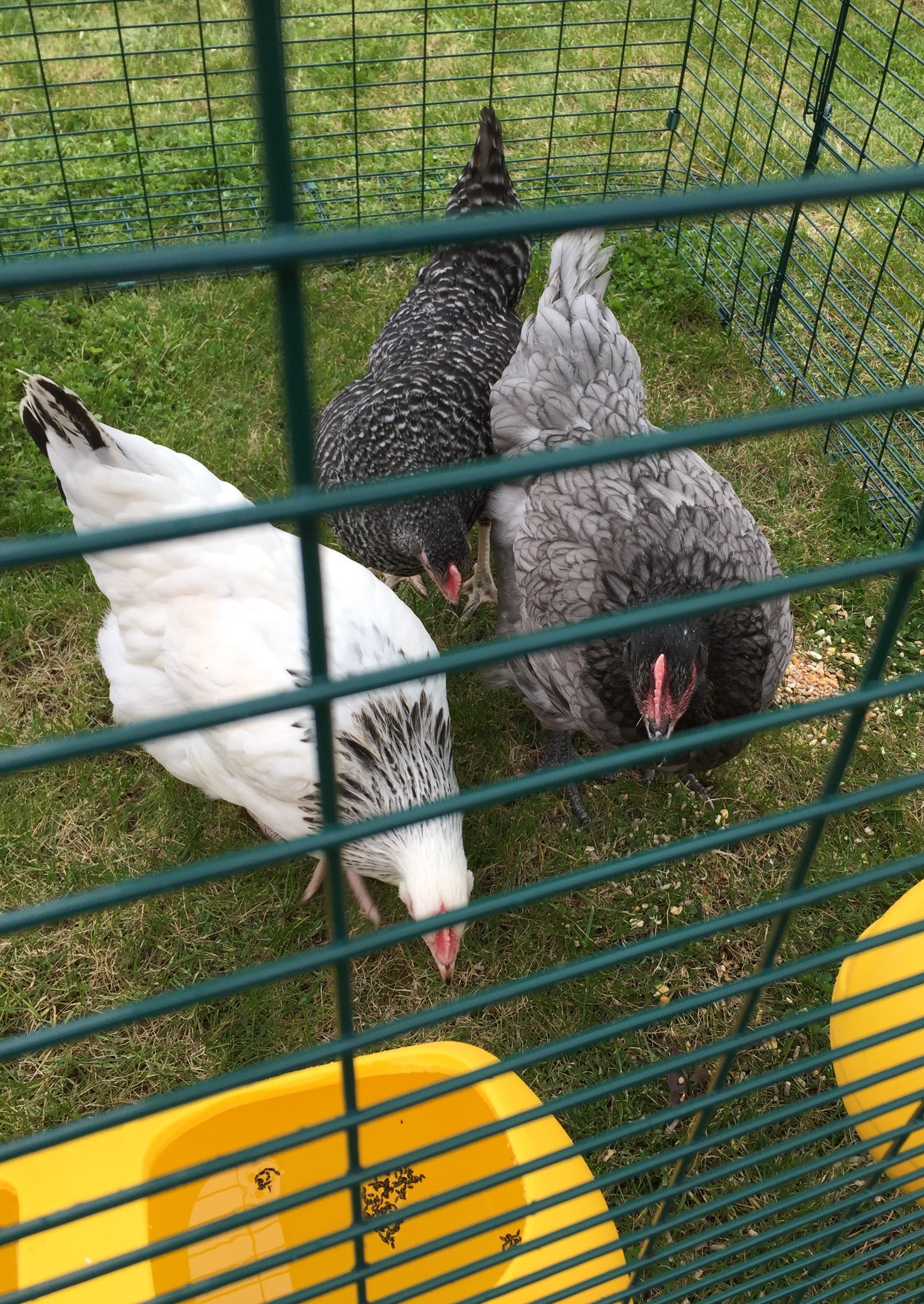 Hybrid For Sale | Chickens | Breed Information | Omlet