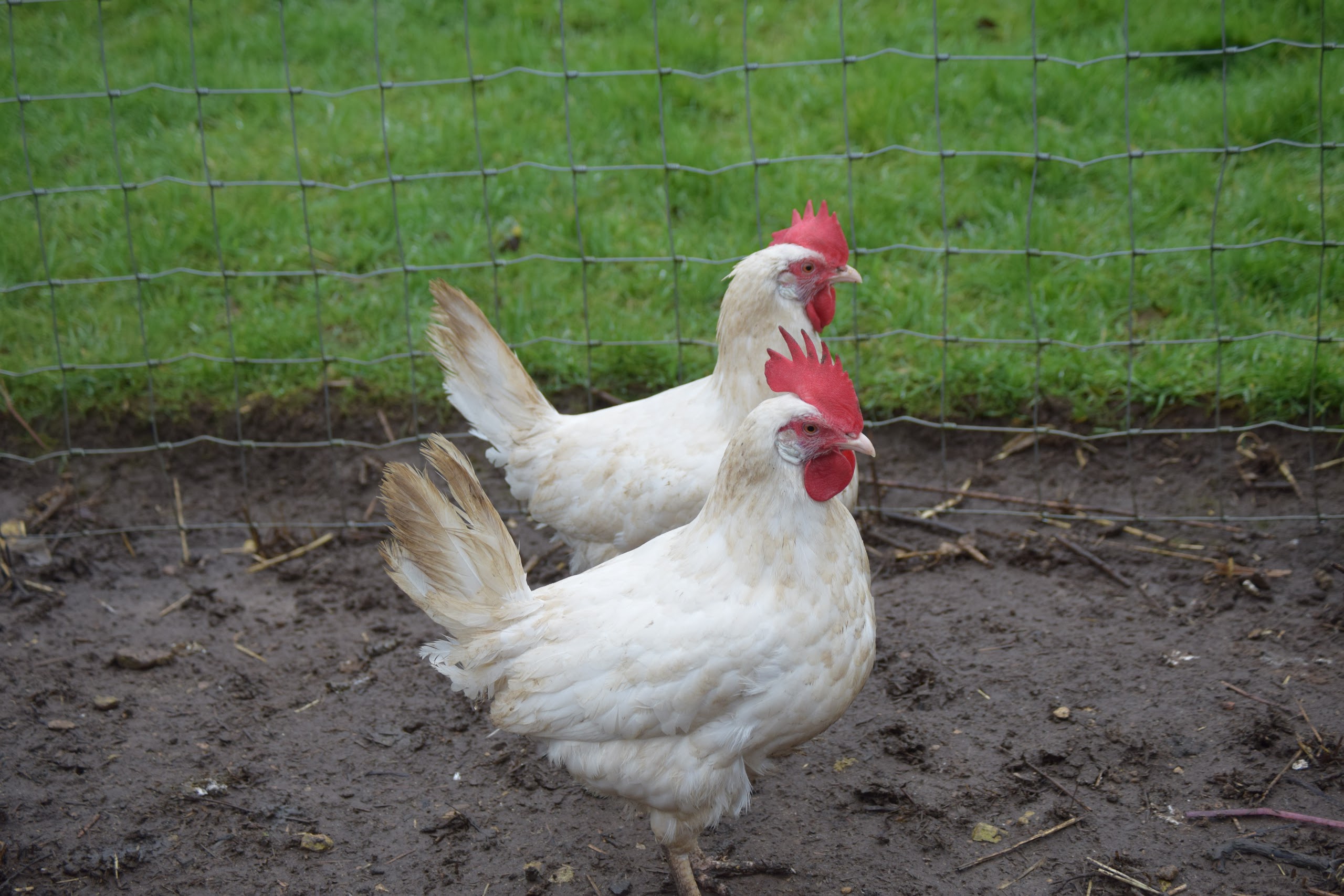 Hybrid For Sale | Chickens | Breed Information | Omlet