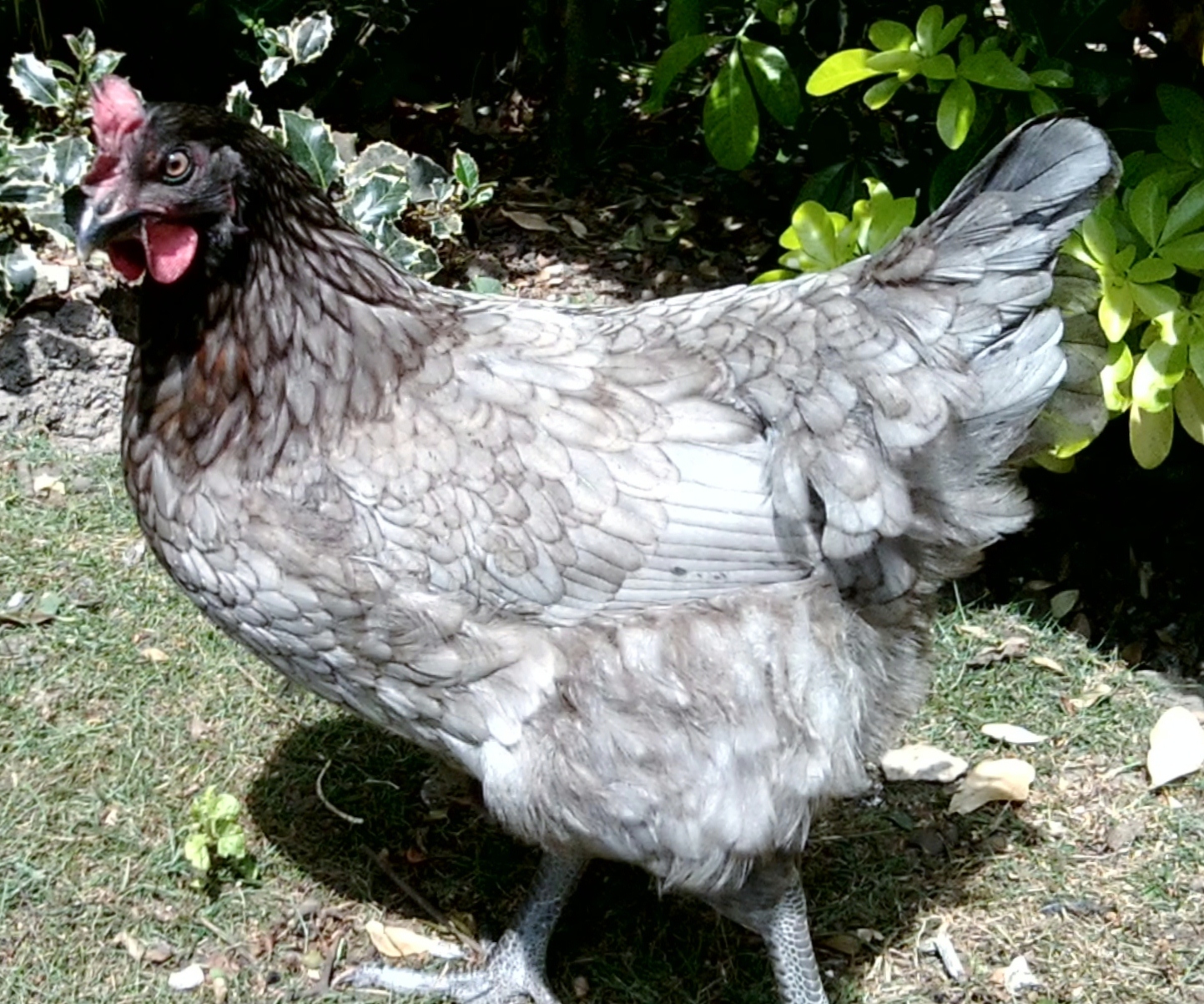 Hybrid For Sale | Chickens | Breed Information | Omlet