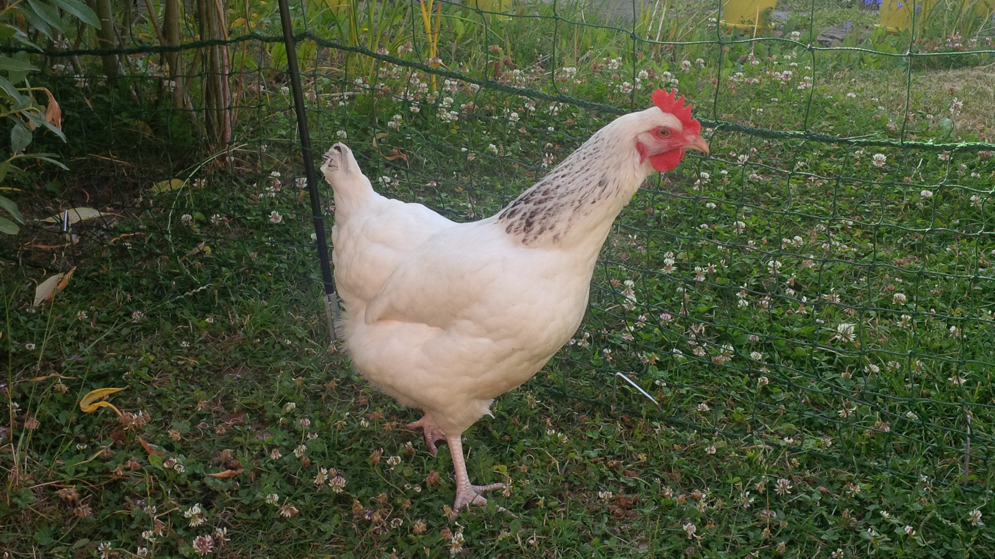 Hybrid For Sale | Chickens | Breed Information | Omlet
