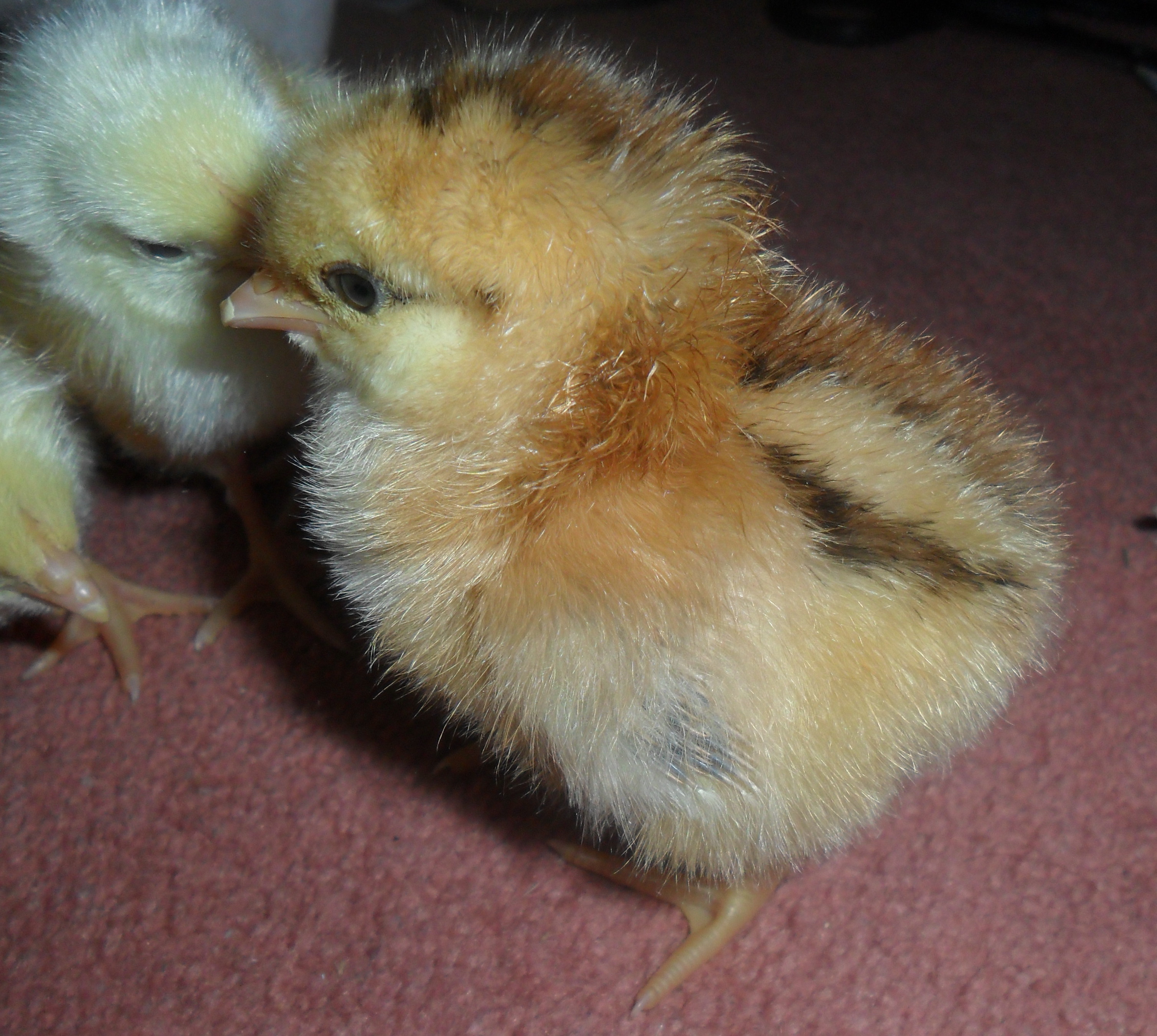 Hybrid For Sale | Chickens | Breed Information | Omlet