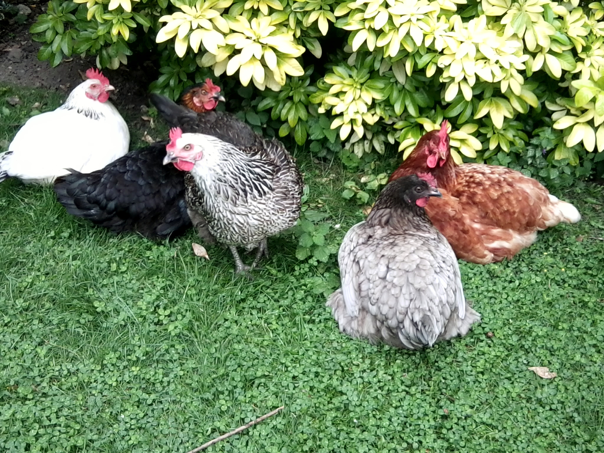 Hybrid For Sale | Chickens | Breed Information | Omlet