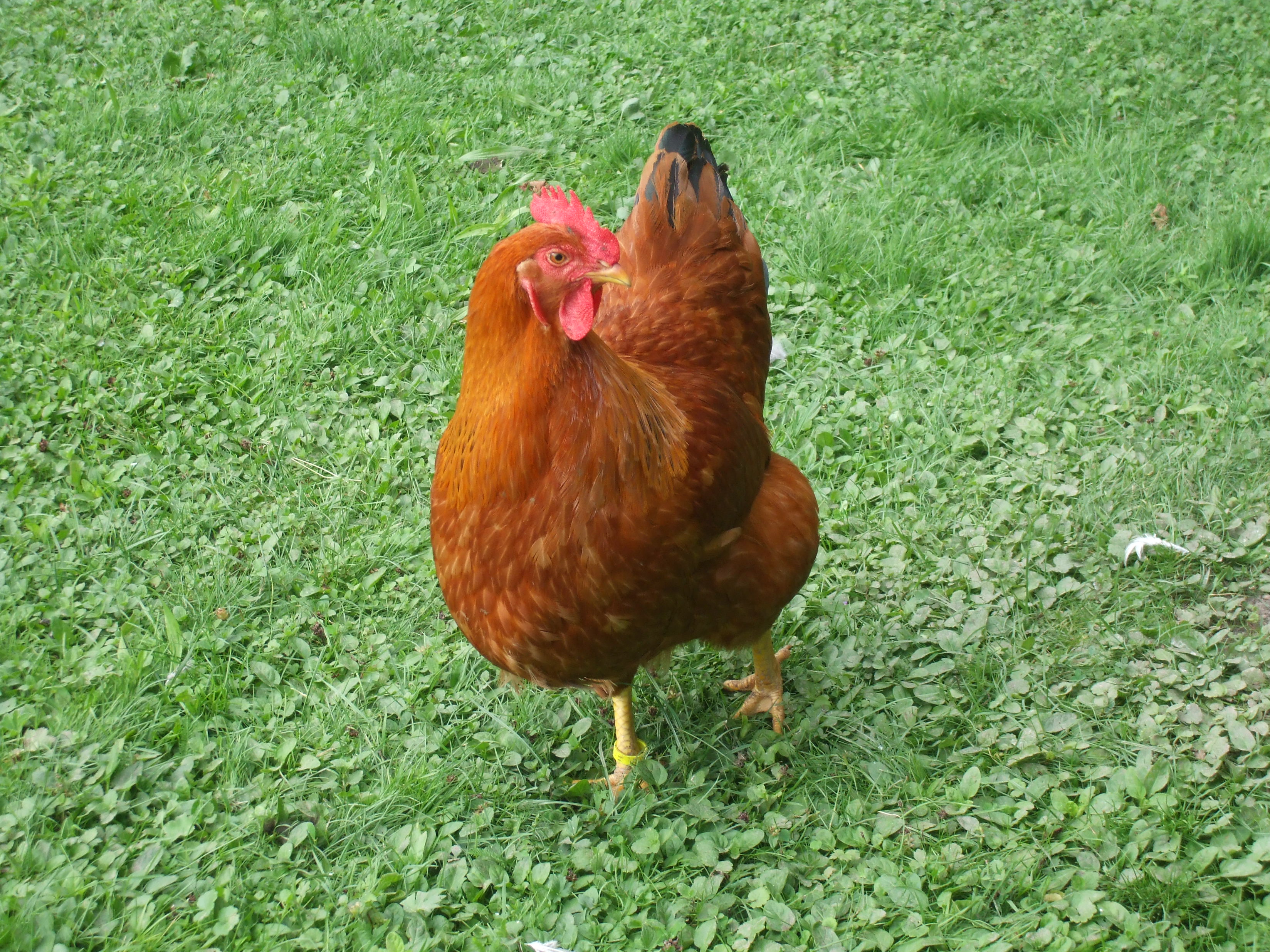 Hybrid For Sale | Chickens | Breed Information | Omlet