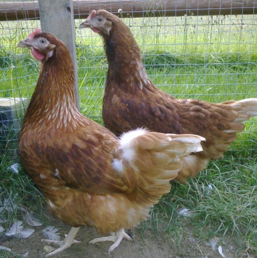 Hybrid For Sale | Chickens | Breed Information | Omlet