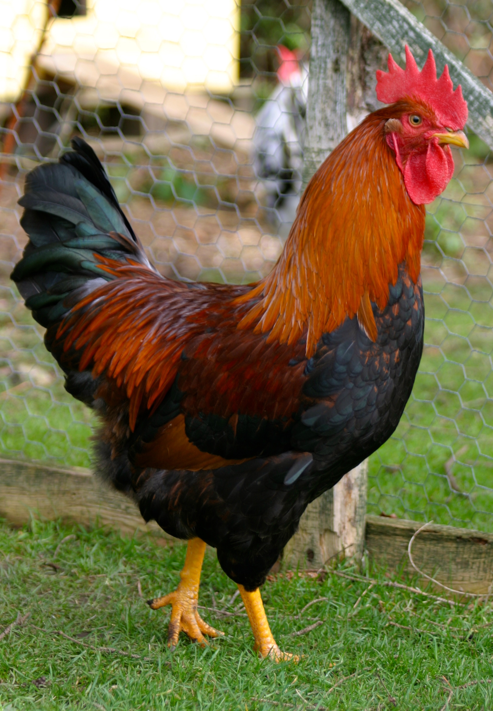 Welsummer For Sale | Chickens | Breed Information | Omlet
