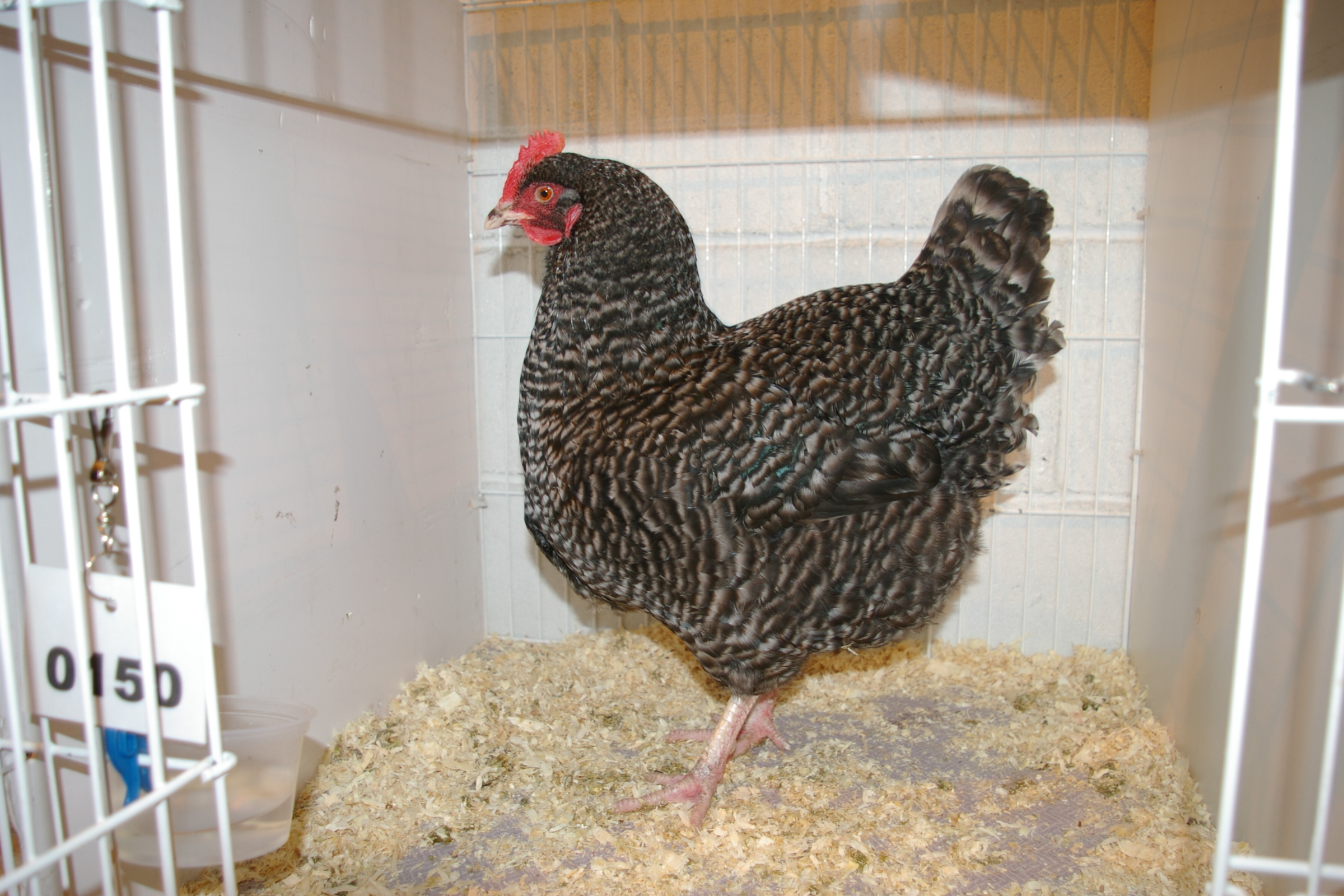 Marans For Sale | Chickens | Breed Information | Omlet