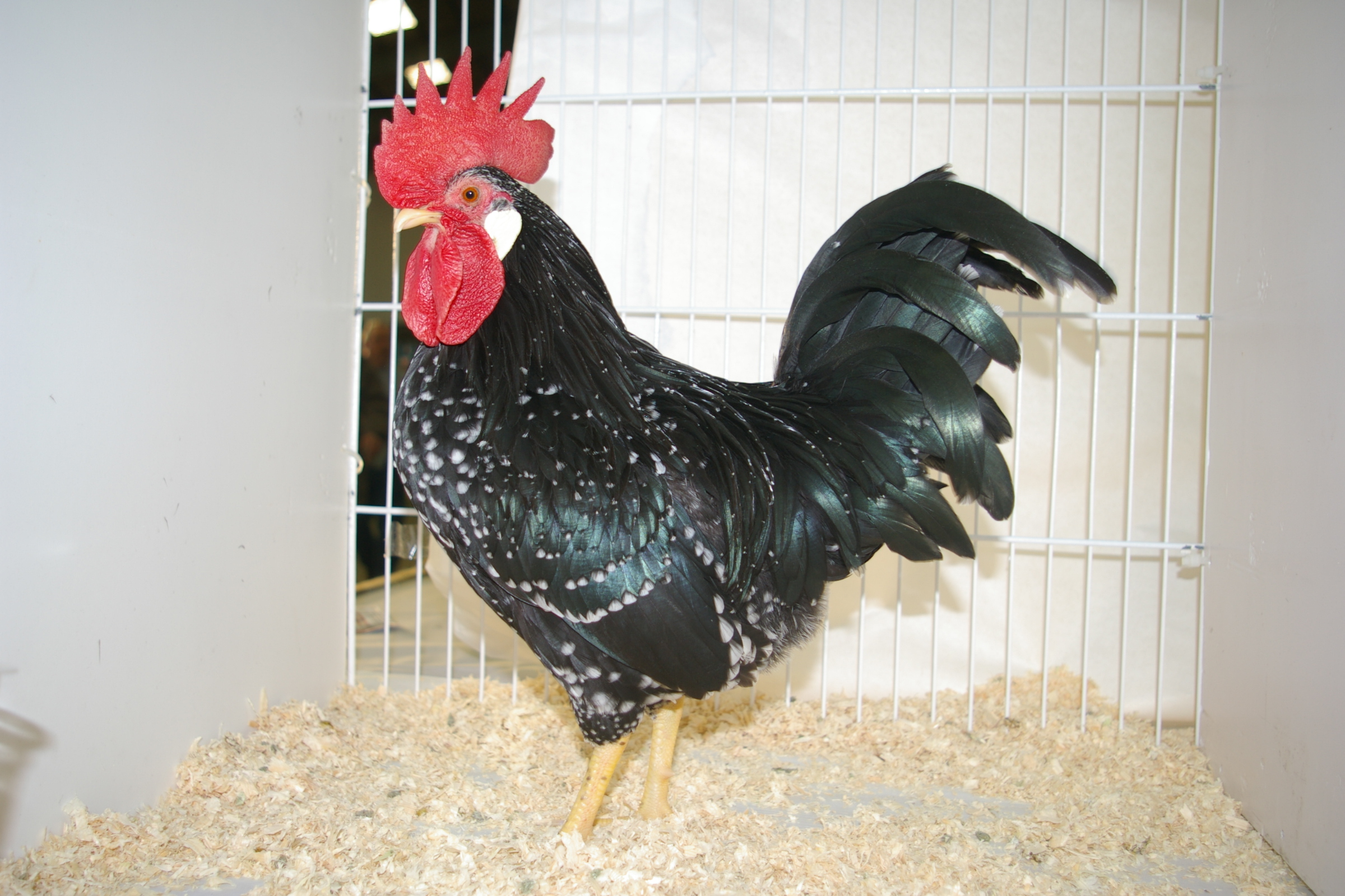 Ancona For Sale | Chickens | Breed Information | Omlet