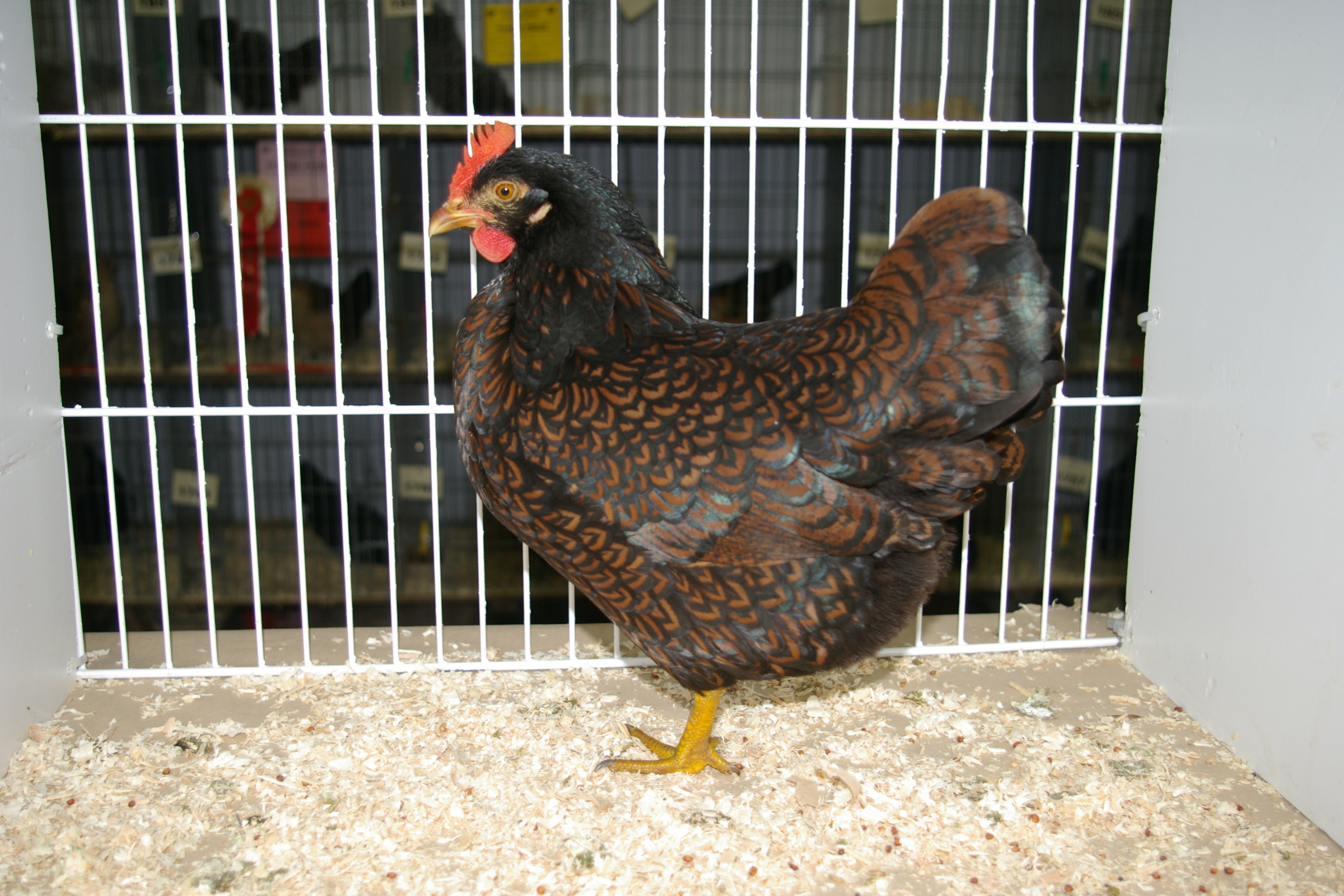 Barnevelder For Sale | Chickens | Breed Information | Omlet
