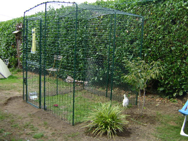 Walk in Chicken Run | Large Outdoor Chicken Enclosure