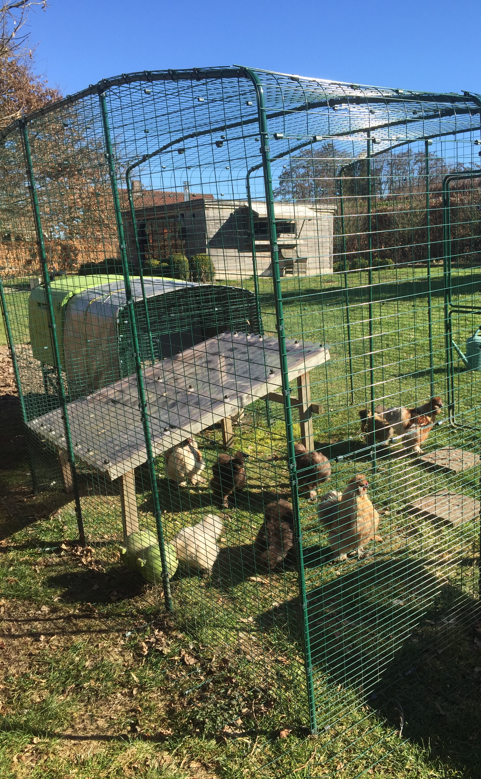 Walk in Chicken Run | Large Outdoor Chicken Enclosure