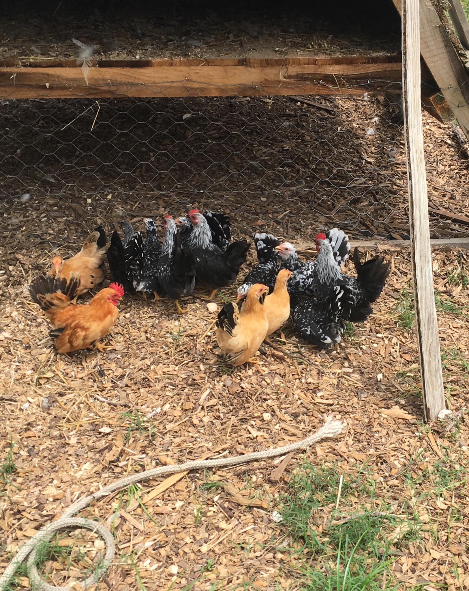 Japanese Bantam For Sale | Chickens | Breed Information | Omlet