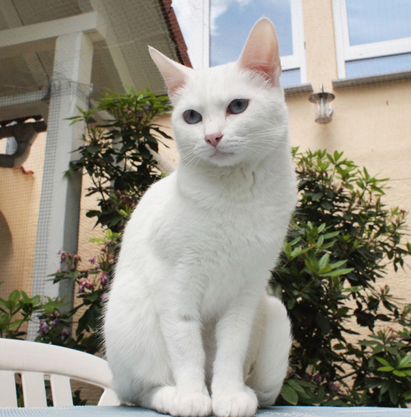 Khao Manee | Cats | Breed Information | Omlet