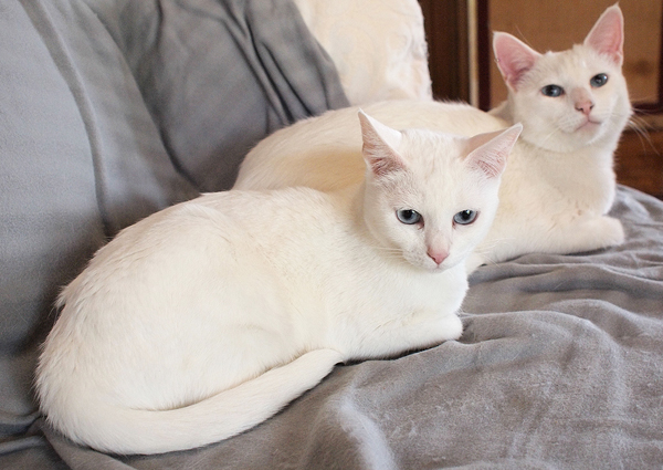 Khao Manee | Cats | Breed Information | Omlet